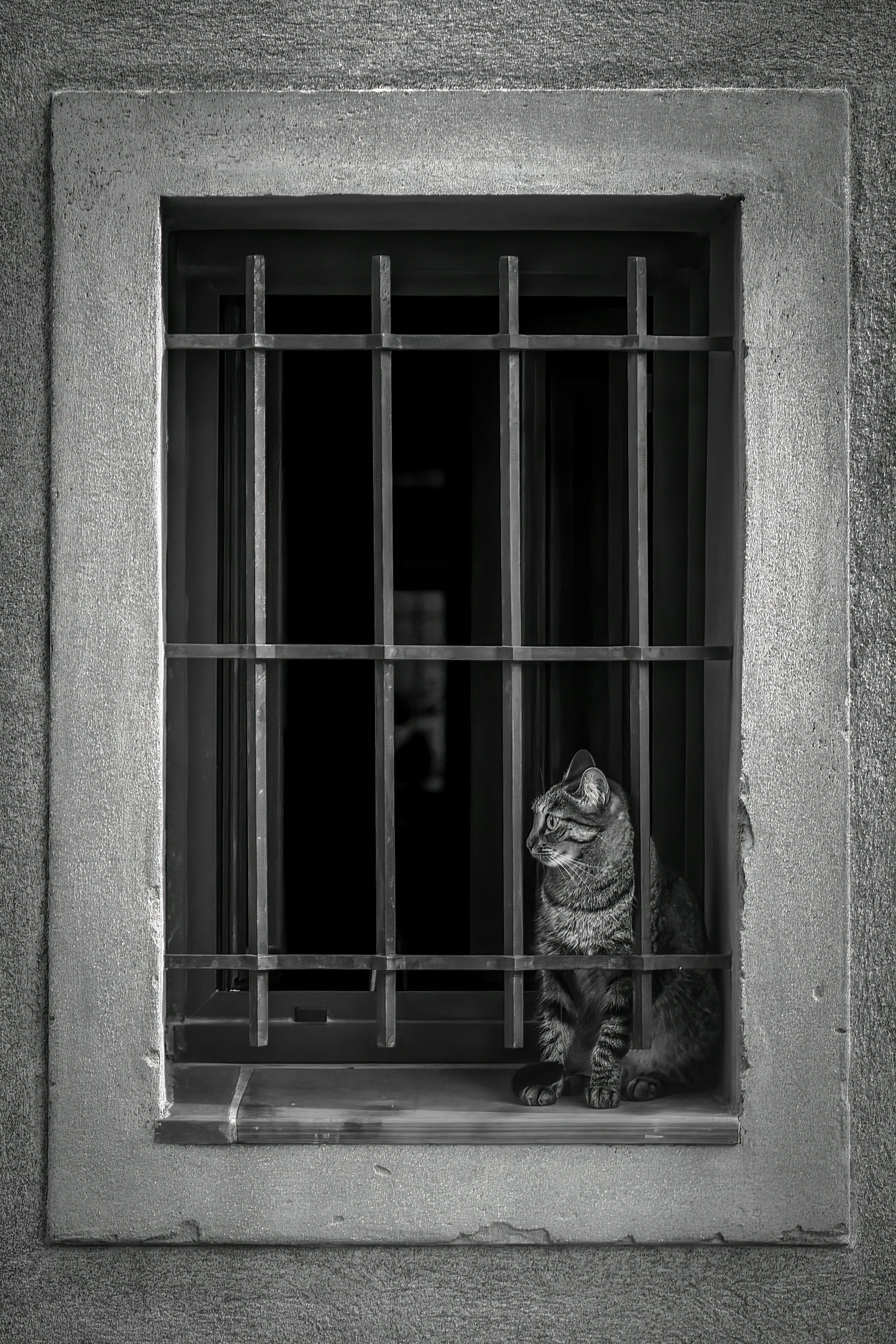 Cat Sitting behind Window Bars · Free Stock Photo