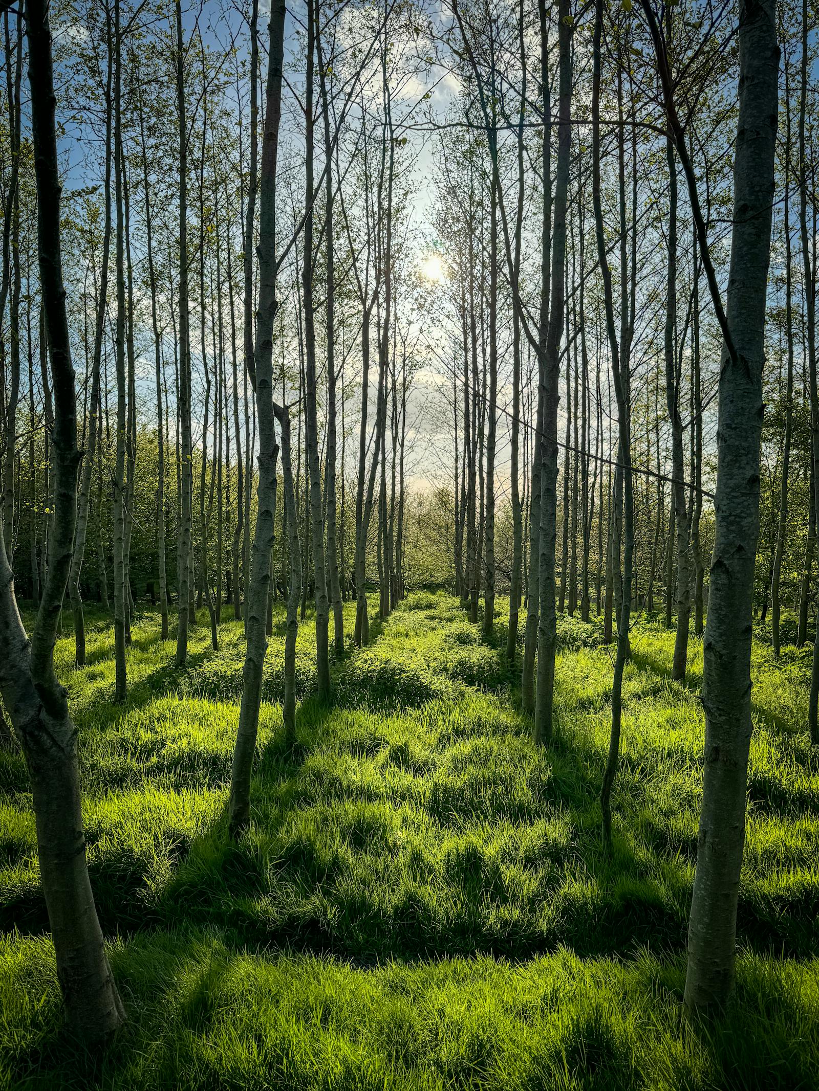 Reforestation Photos, Download The BEST Free Reforestation Stock Photos ...