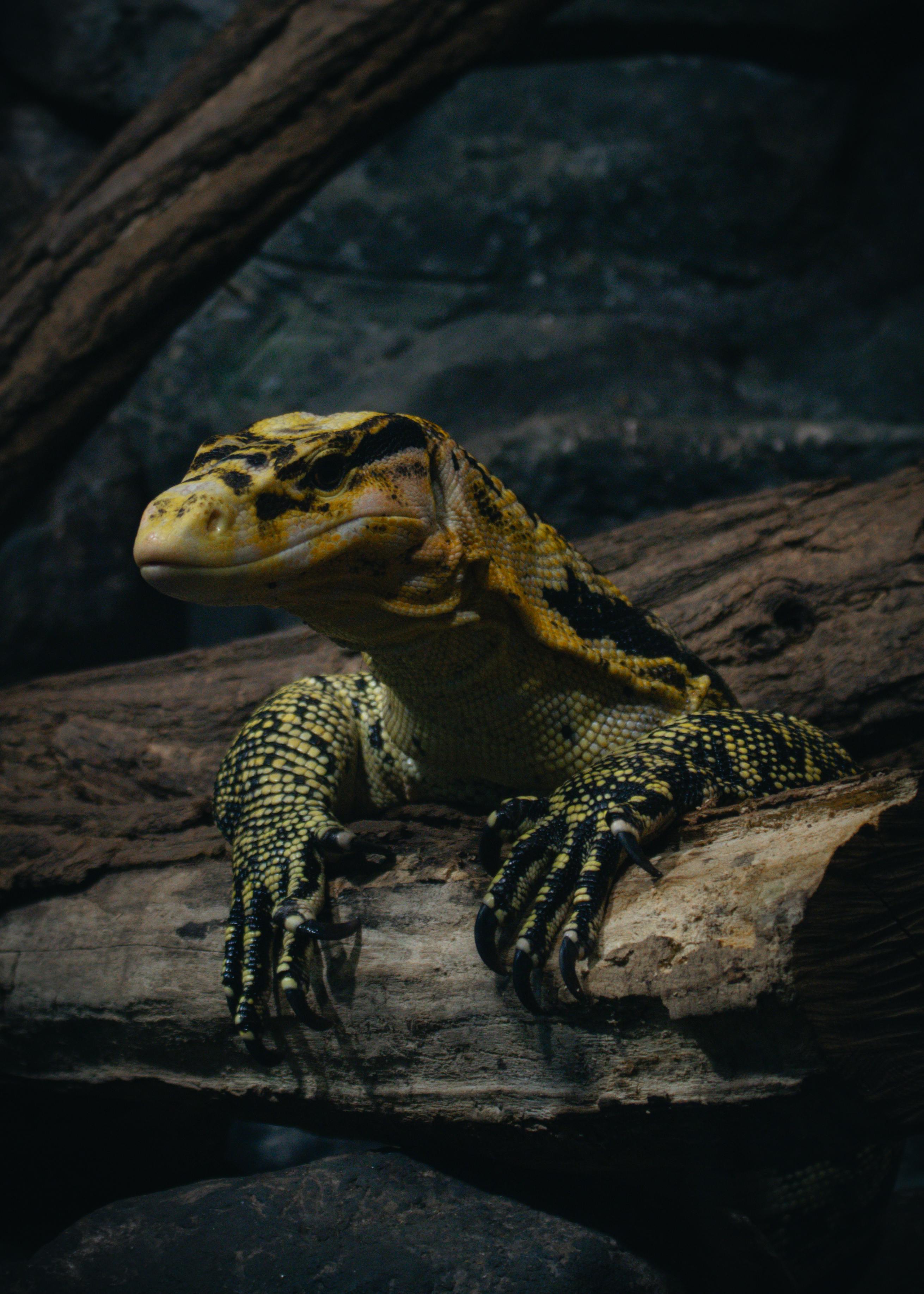 Yellow-Headed Water Monitor · Free Stock Photo