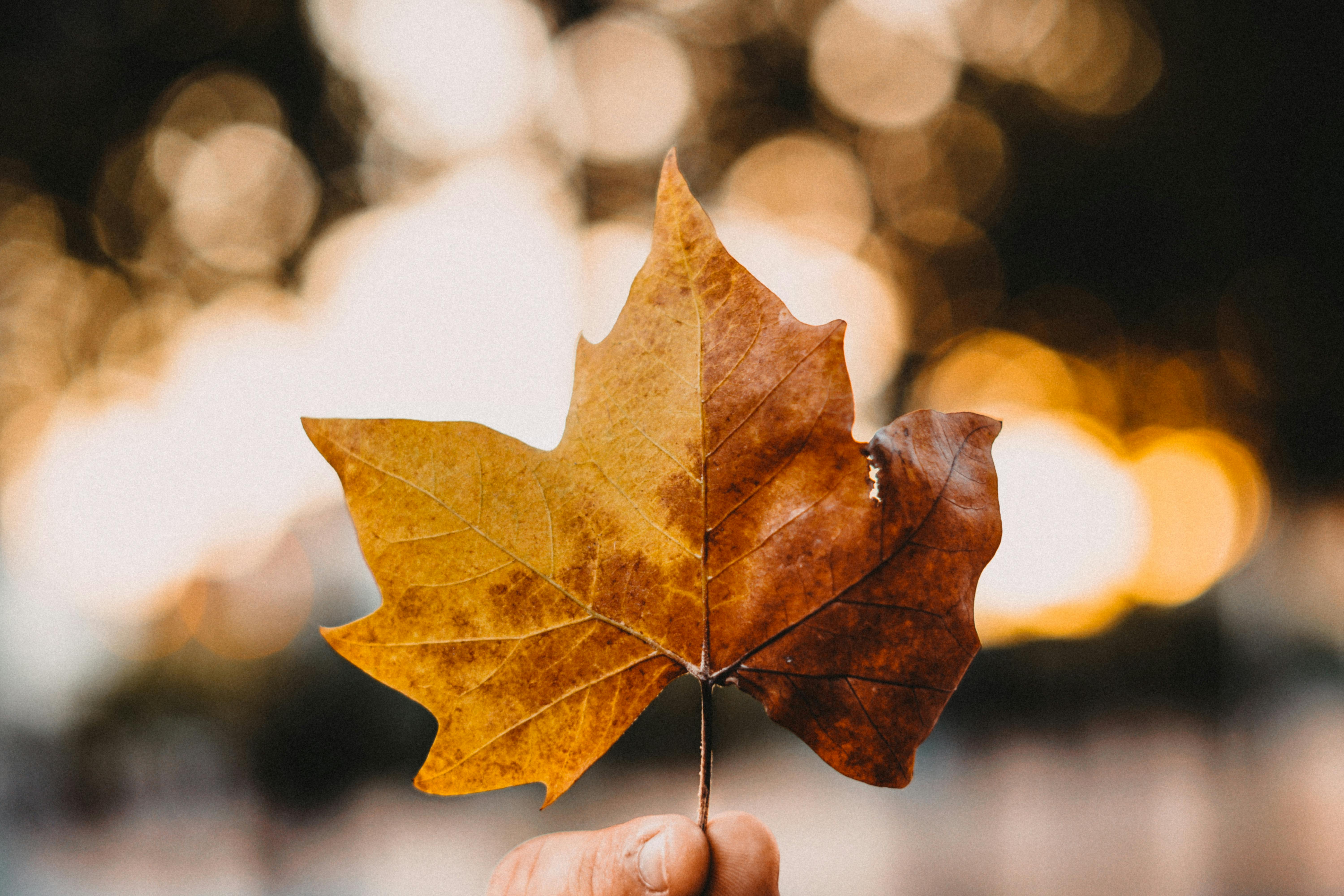 Person Fingers Holding Maple Leaf in Autumn · Free Stock Photo