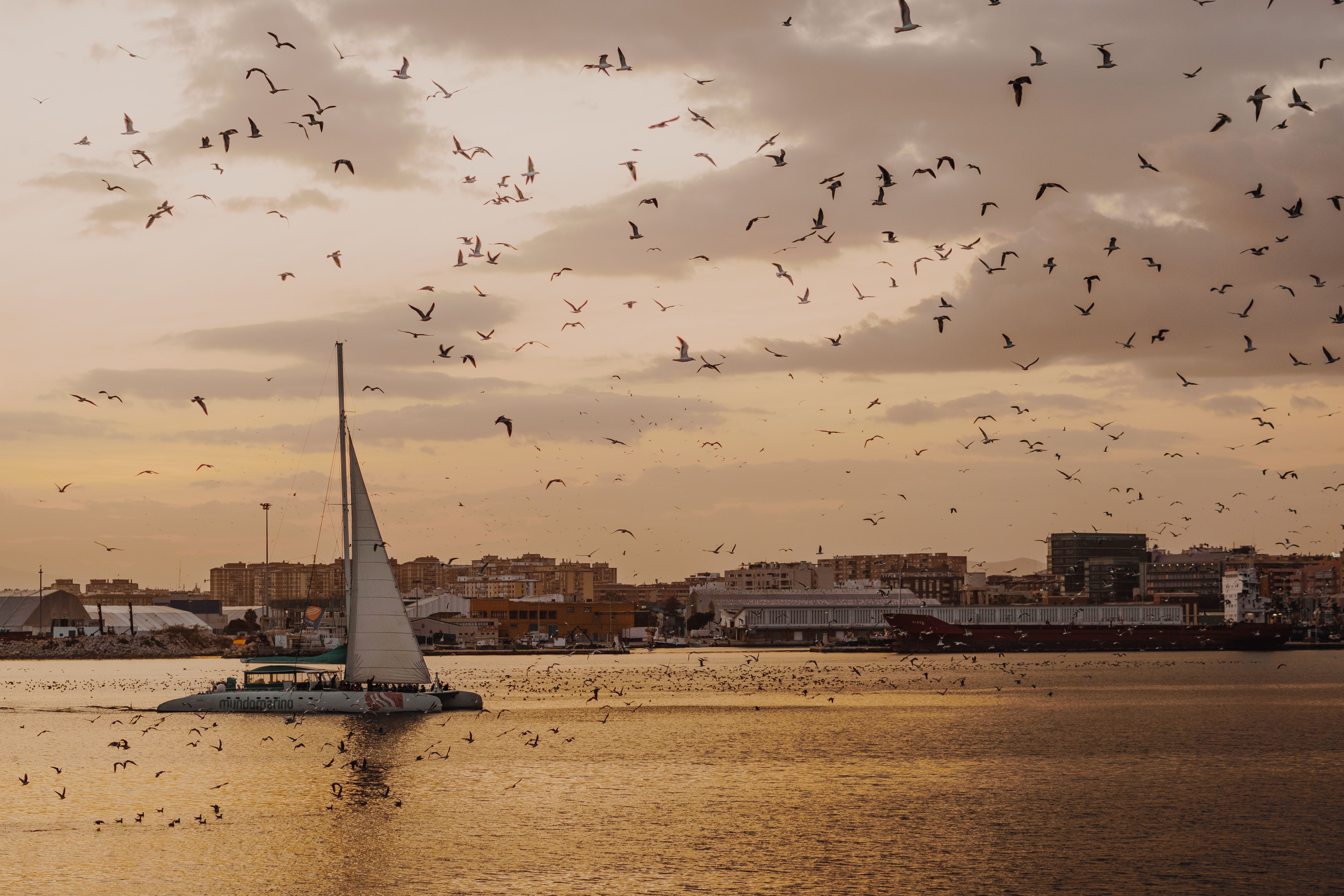 Velero En El Mar Photos, Download The BEST Free Velero En El Mar Stock ...