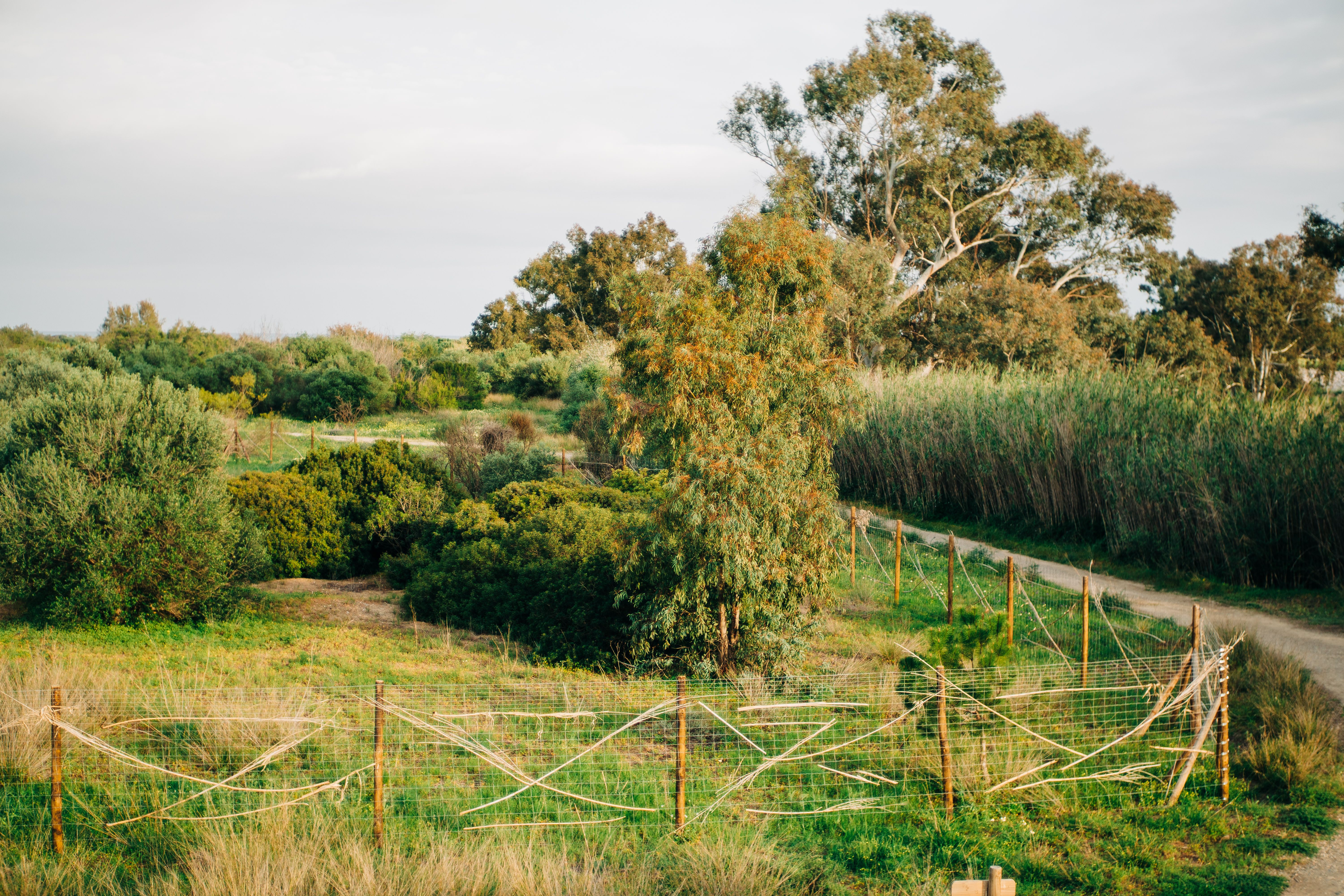 Bushes and Tree by Fence in Countryside · Free Stock Photo