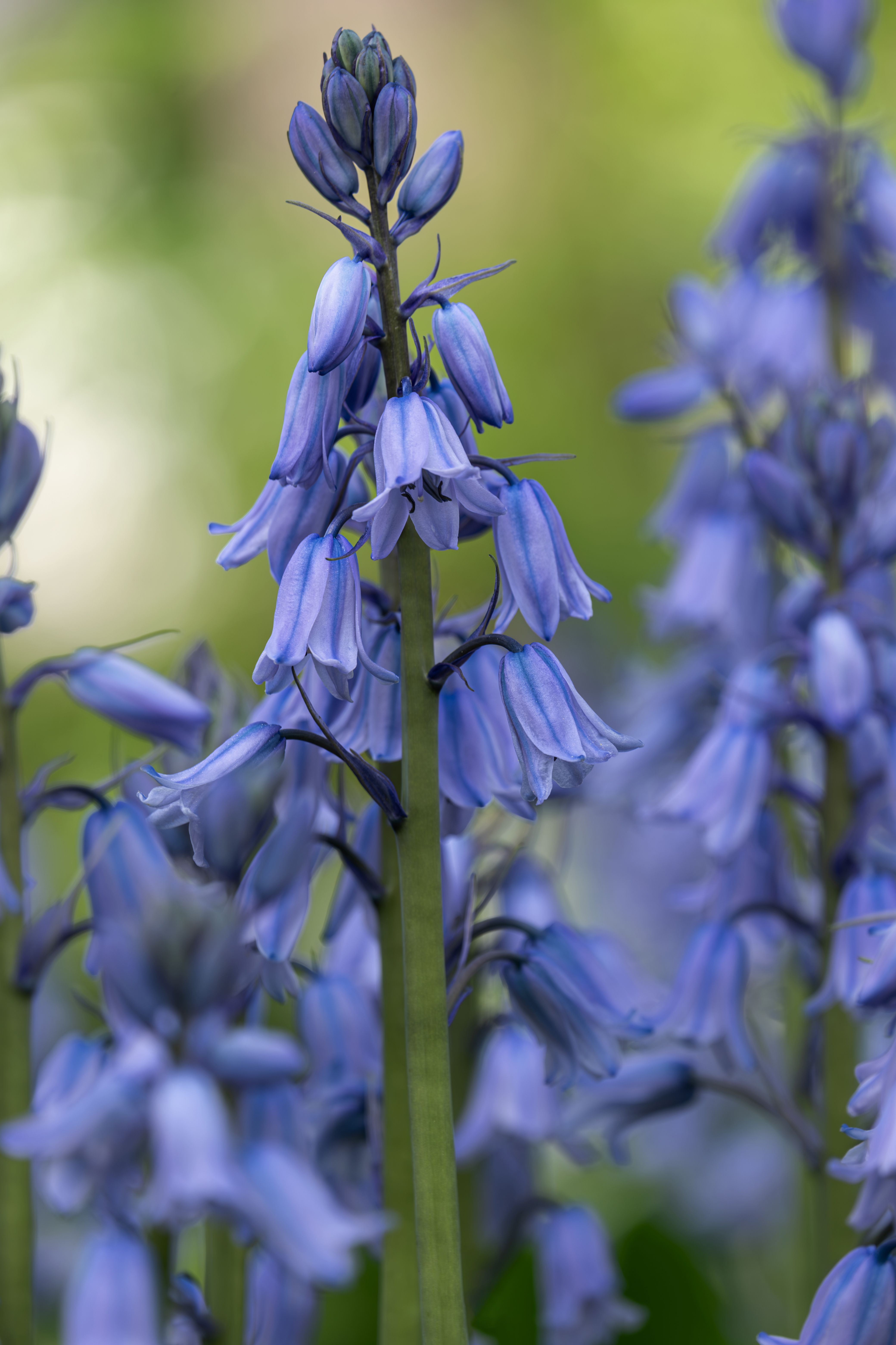 Purple Wild Hyacinth Flowers · Free Stock Photo