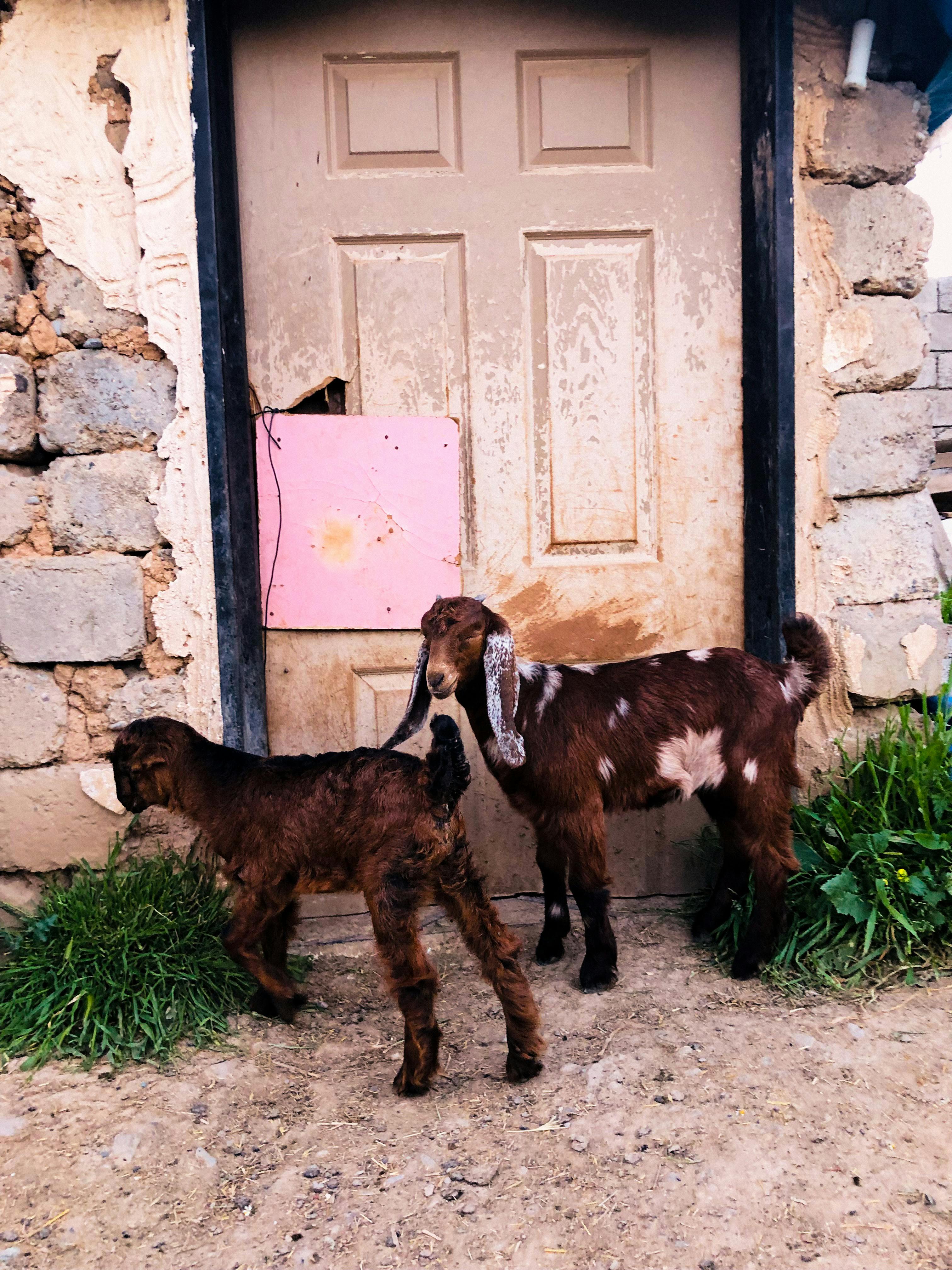 Two goats standing in front of a door · Free Stock Photo