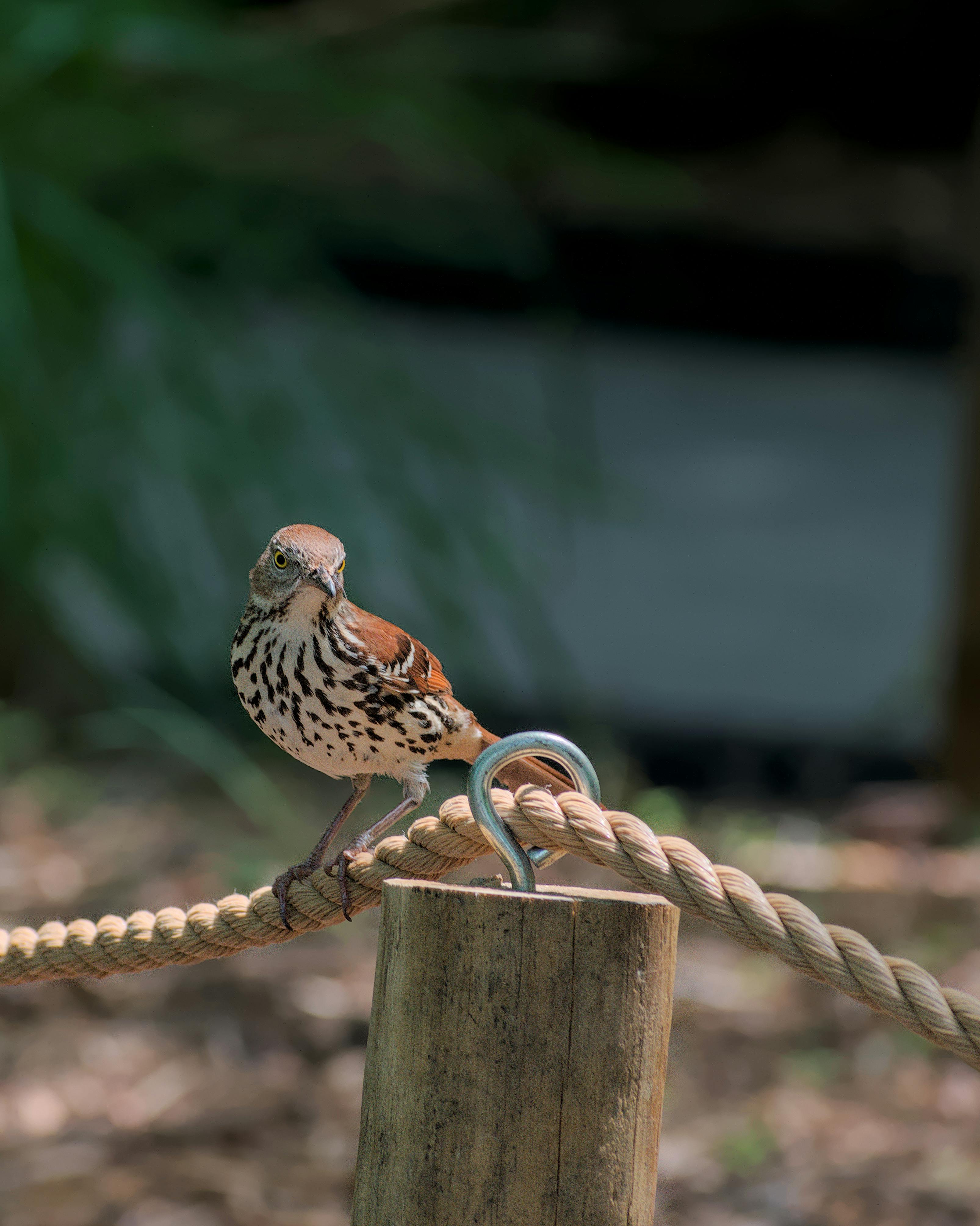 A Brown Trasher's Rope Walk · Free Stock Photo