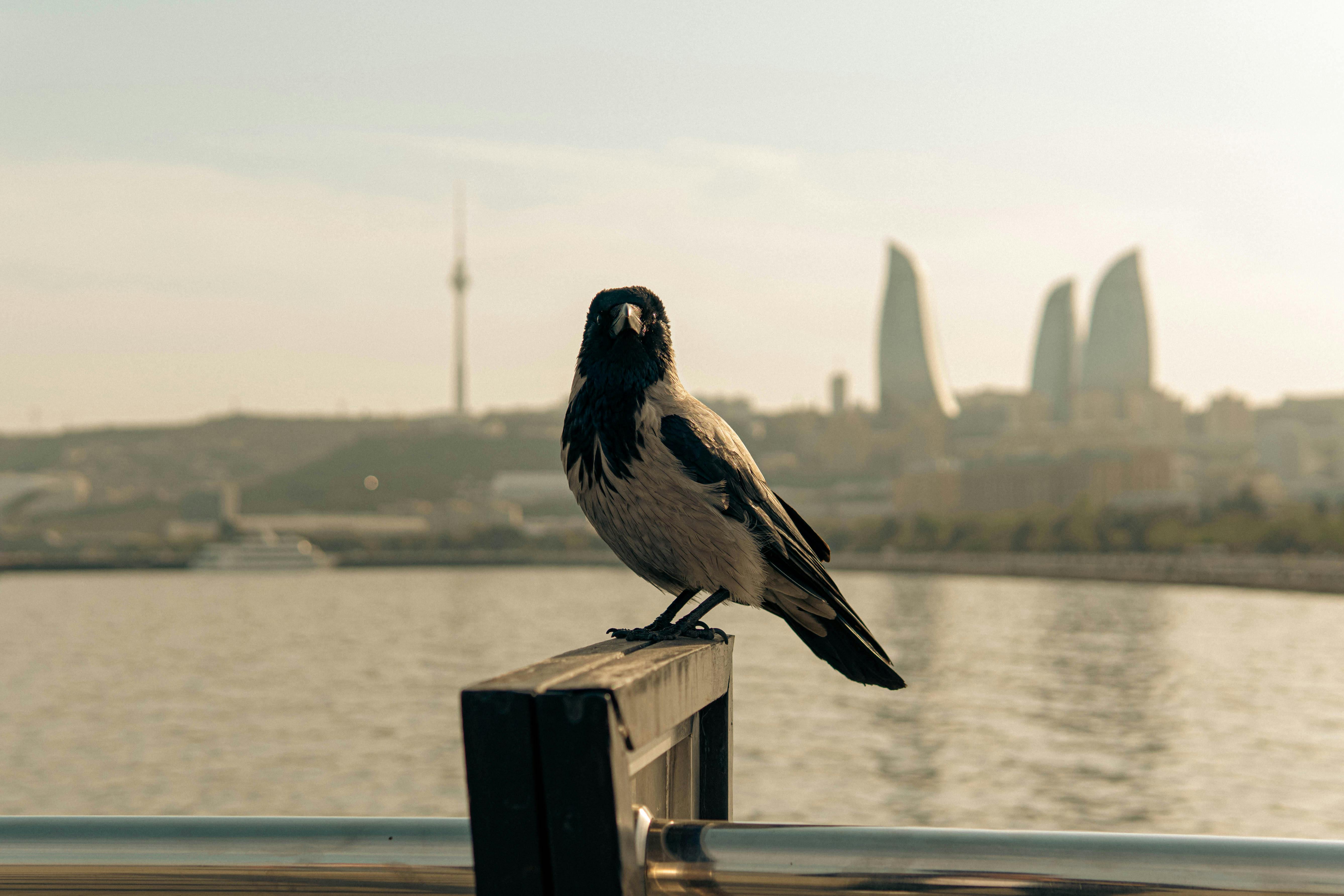Crow on Railing with Flame Towers in Baku behind · Free Stock Photo
