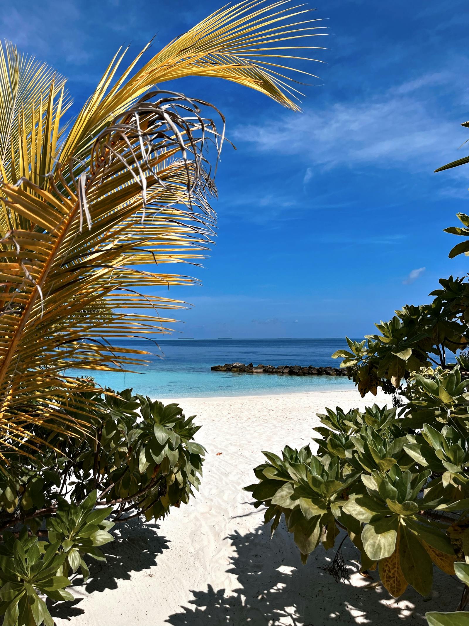 Tropical Nature Photos, Download The BEST Free Tropical Nature Stock ...