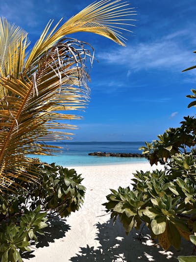 Tropical Nature Photos, Download The BEST Free Tropical Nature Stock ...