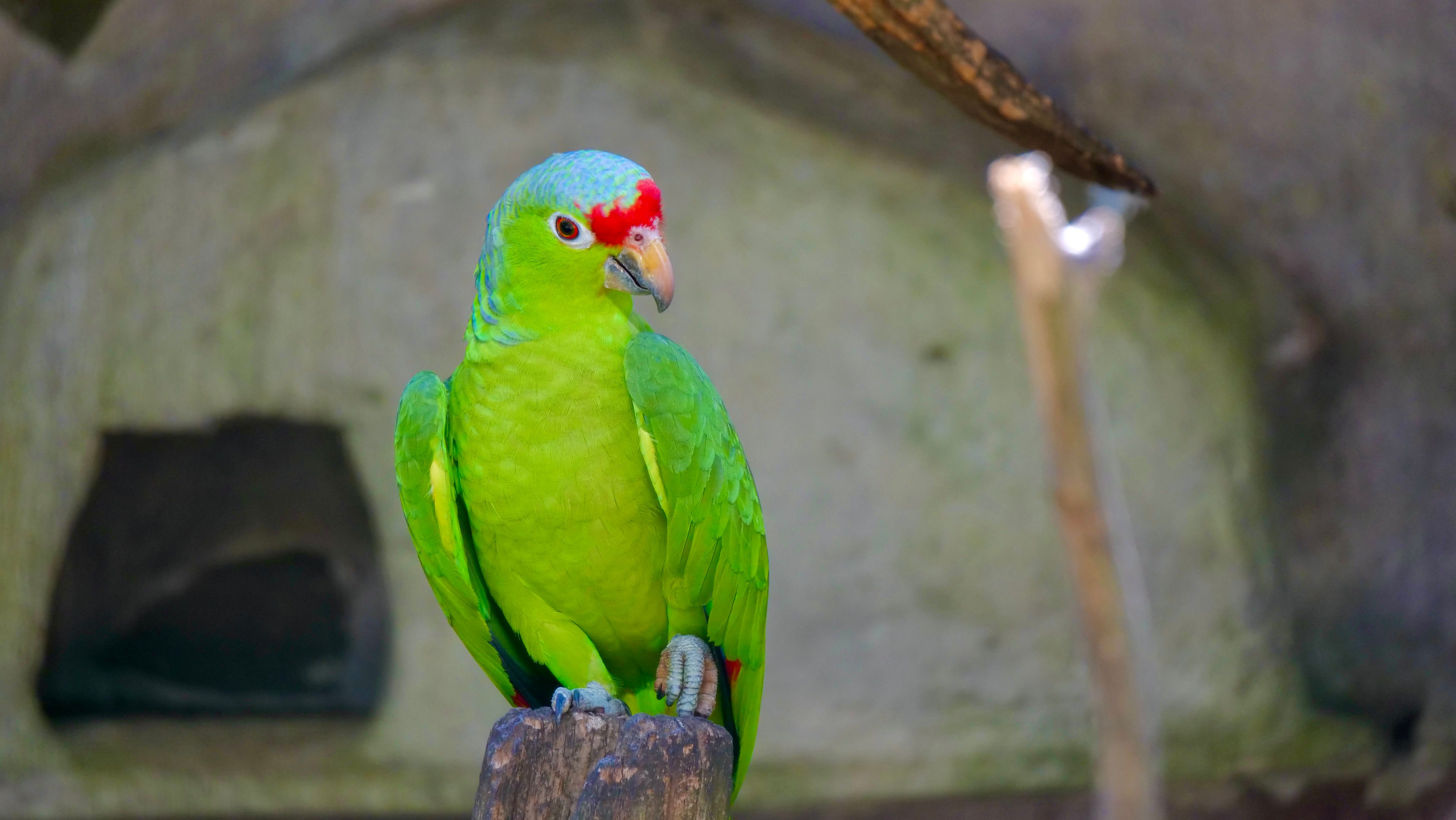 Close-up of a Red-lored Amazon Parrot · Free Stock Photo