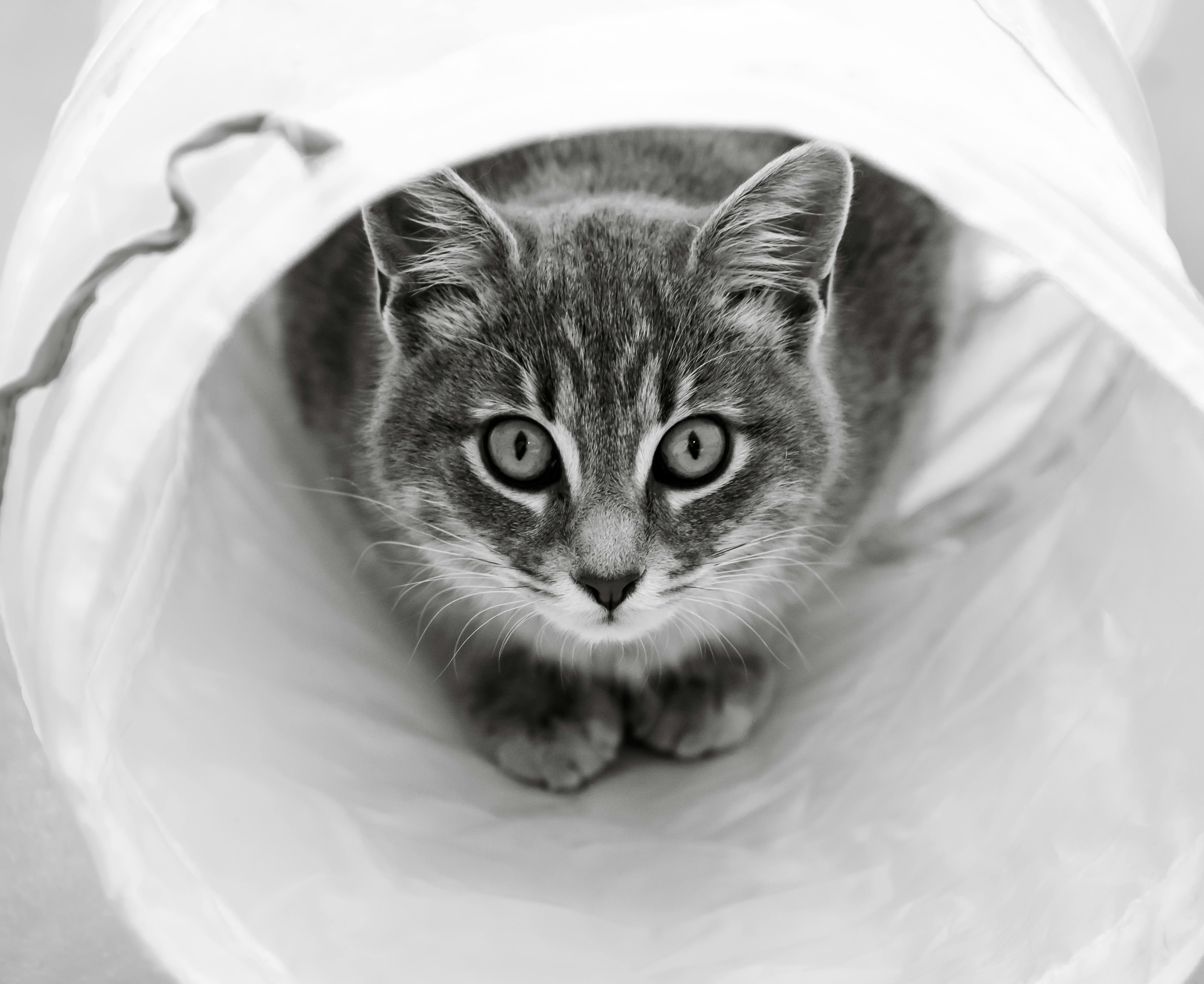 Cool Cat Photos, Download The BEST Free Cool Cat Stock Photos & HD Images