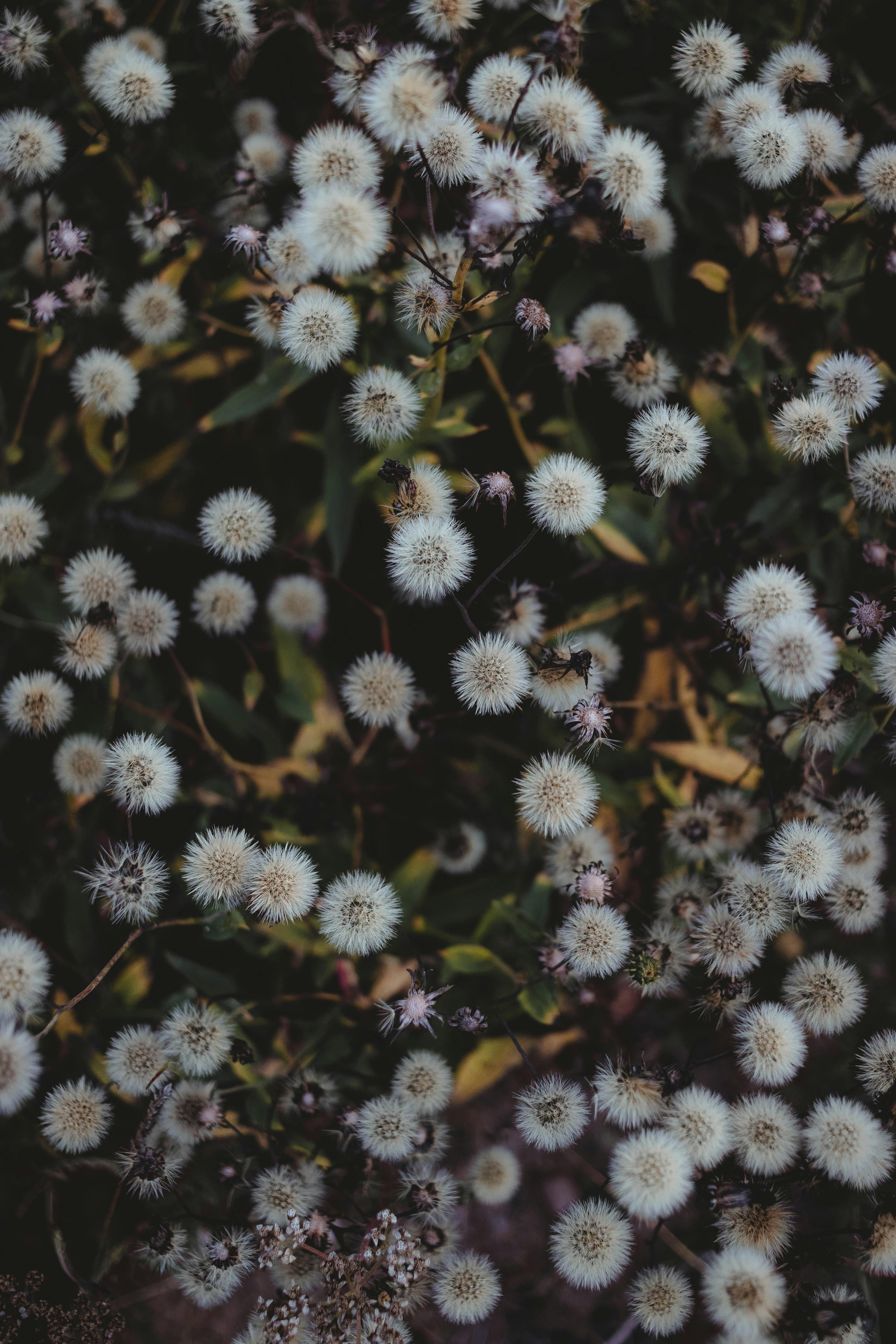 Close-up of White Fluffy Flowers · Free Stock Photo
