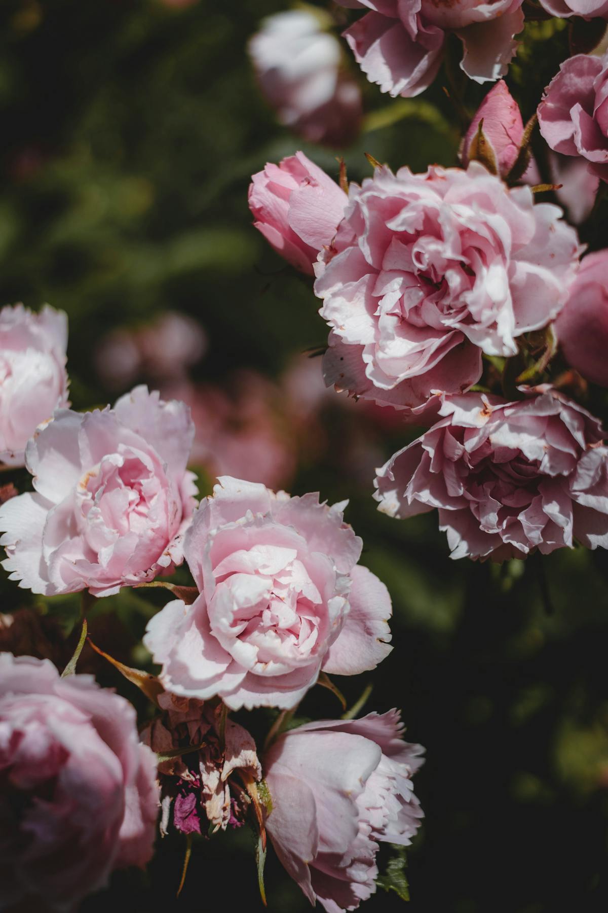 Neon Roses Photos, Download The BEST Free Neon Roses Stock Photos & HD ...