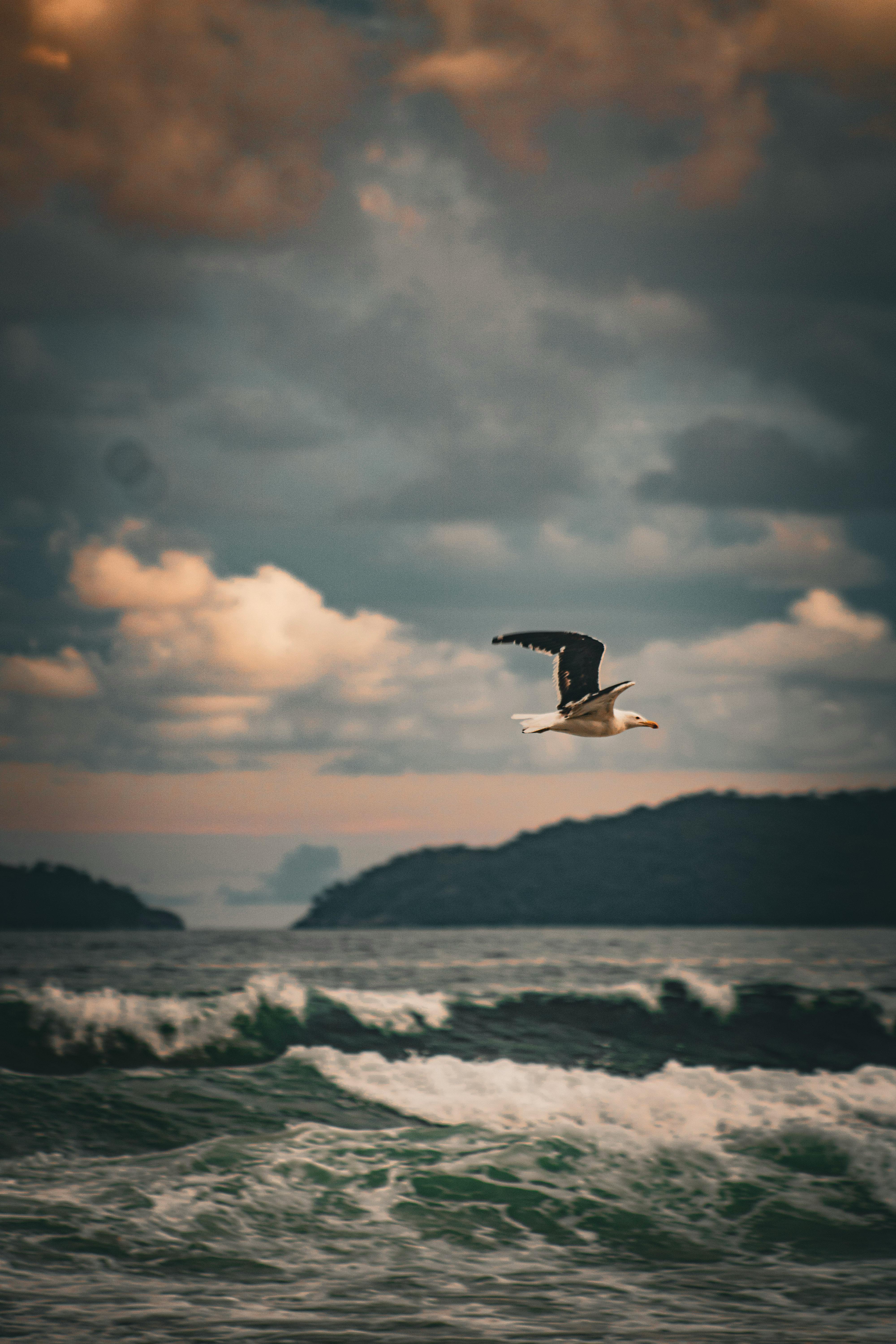 Bird Flying over the Stormy Sea at Dusk · Free Stock Photo