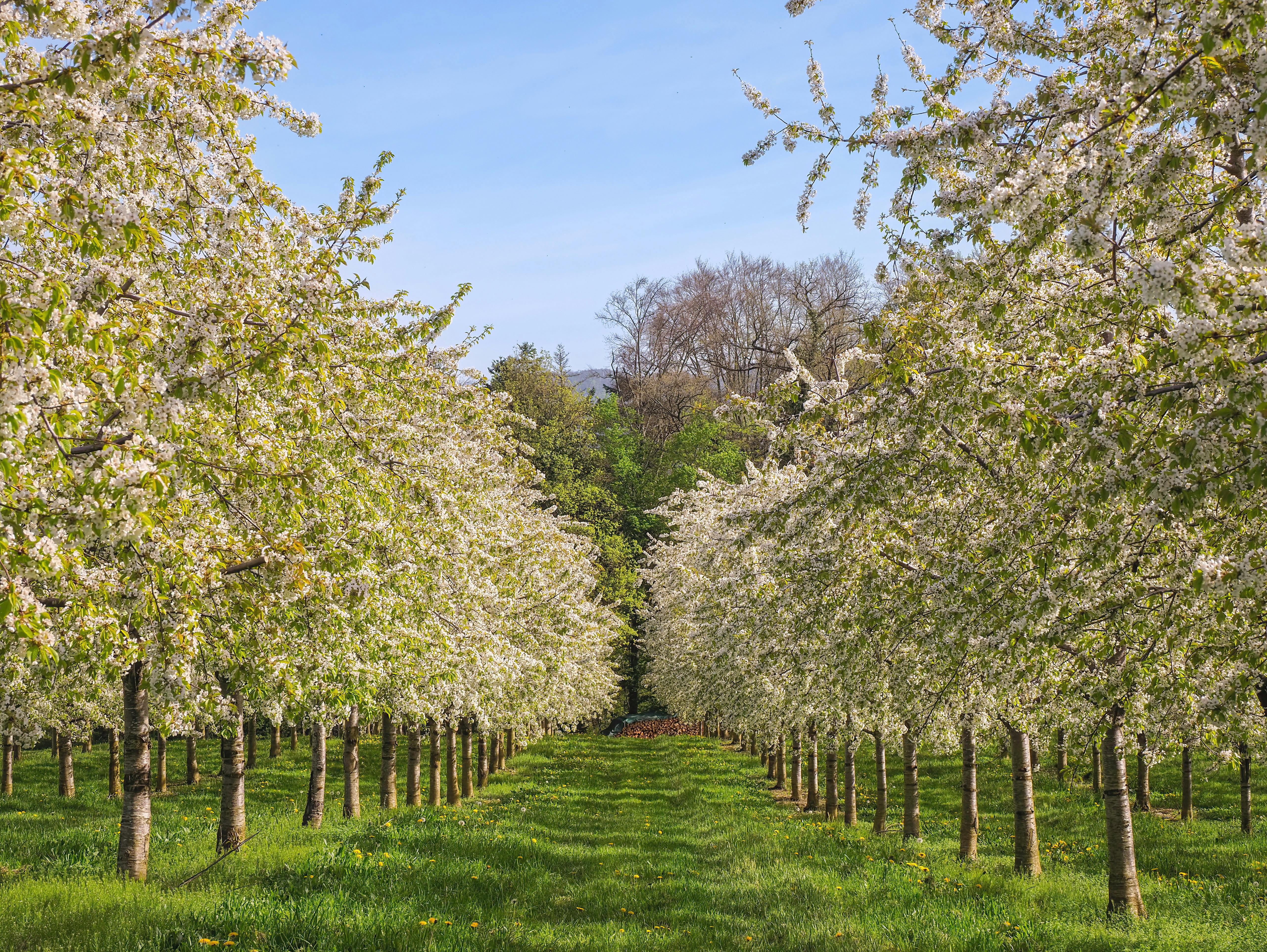 Fruit Trees in Orchard in Spring · Free Stock Photo