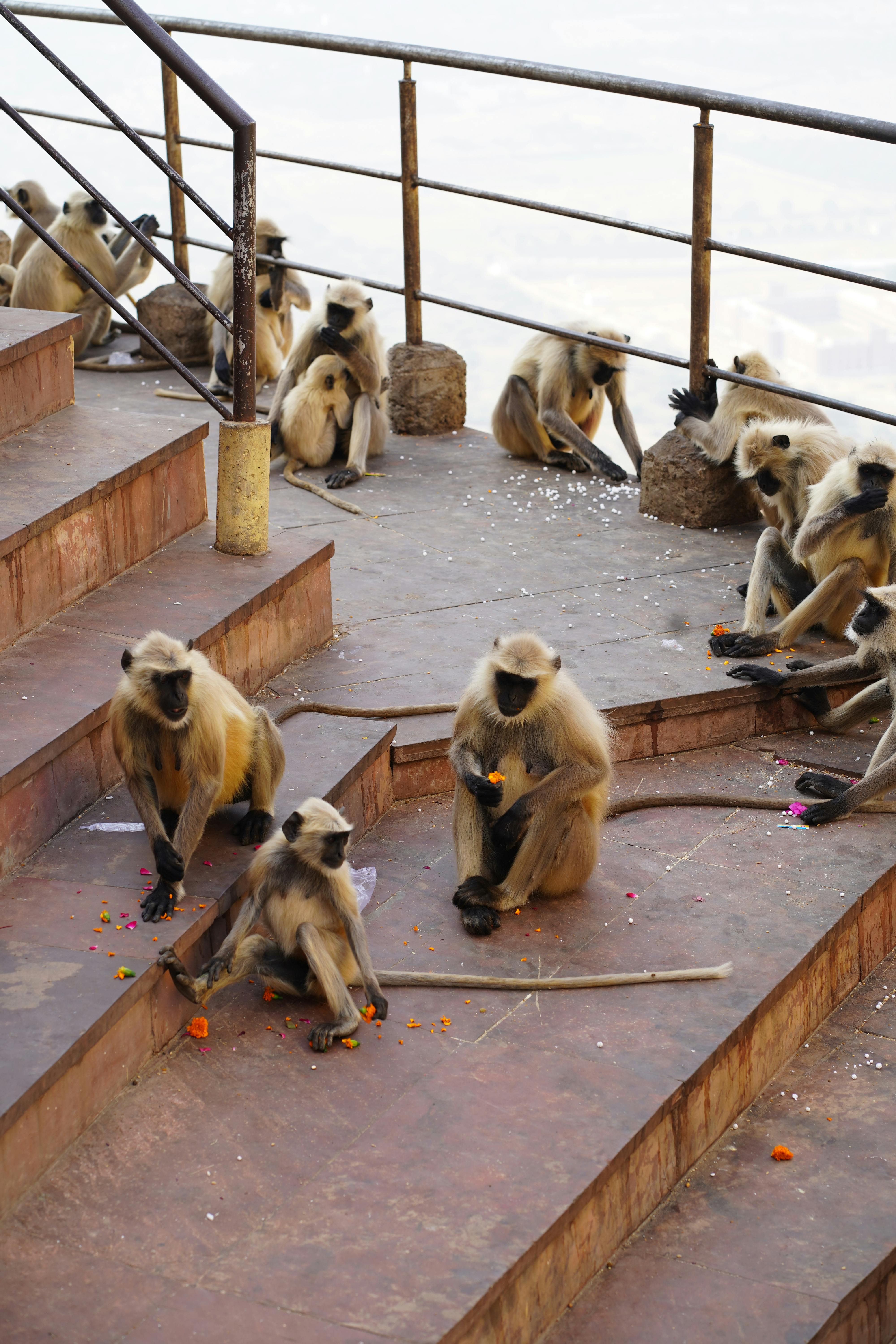 Langurs Monkeys Sitting on Stairs · Free Stock Photo