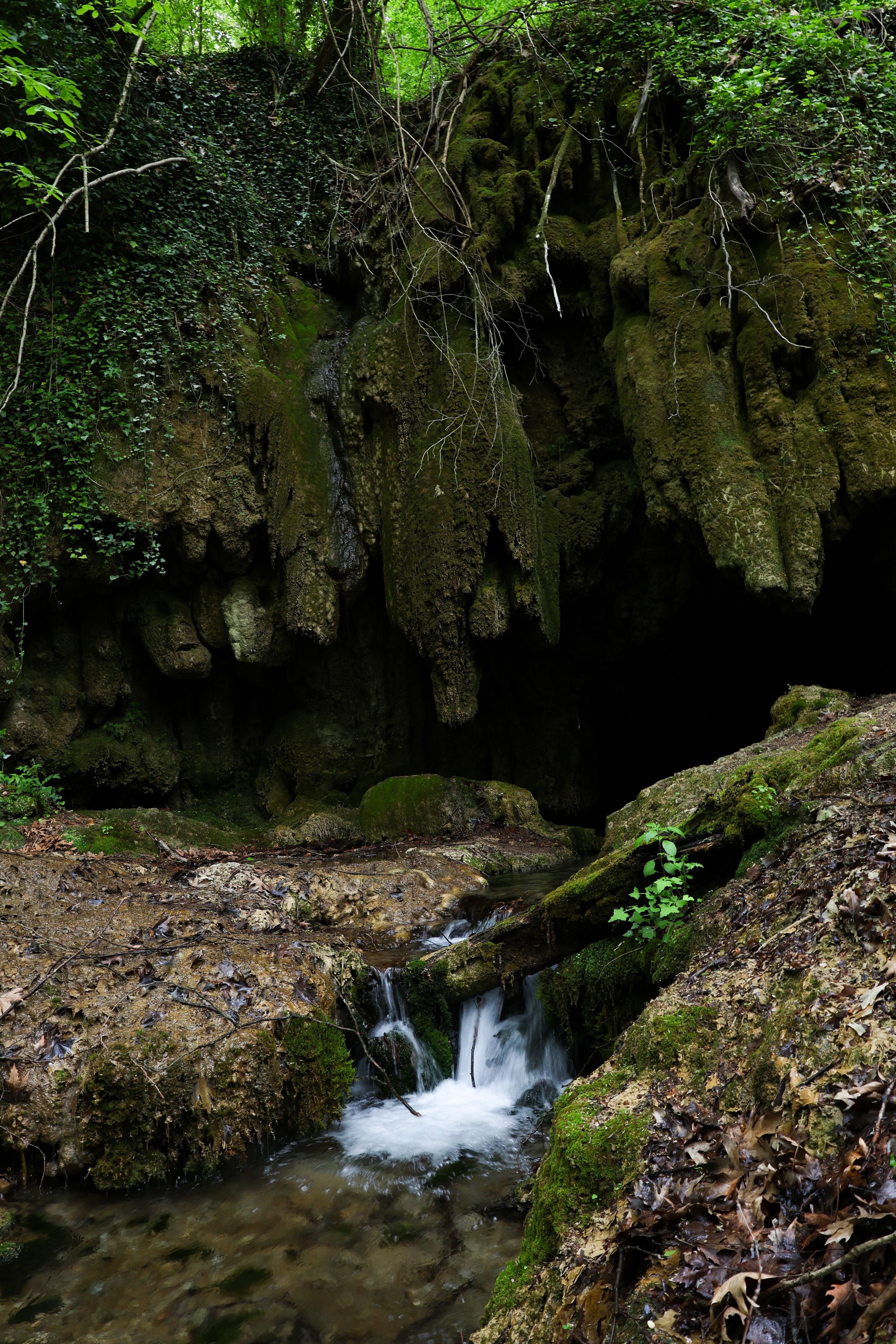 Small Cave In Forest Photos, Download The BEST Free Small Cave In ...
