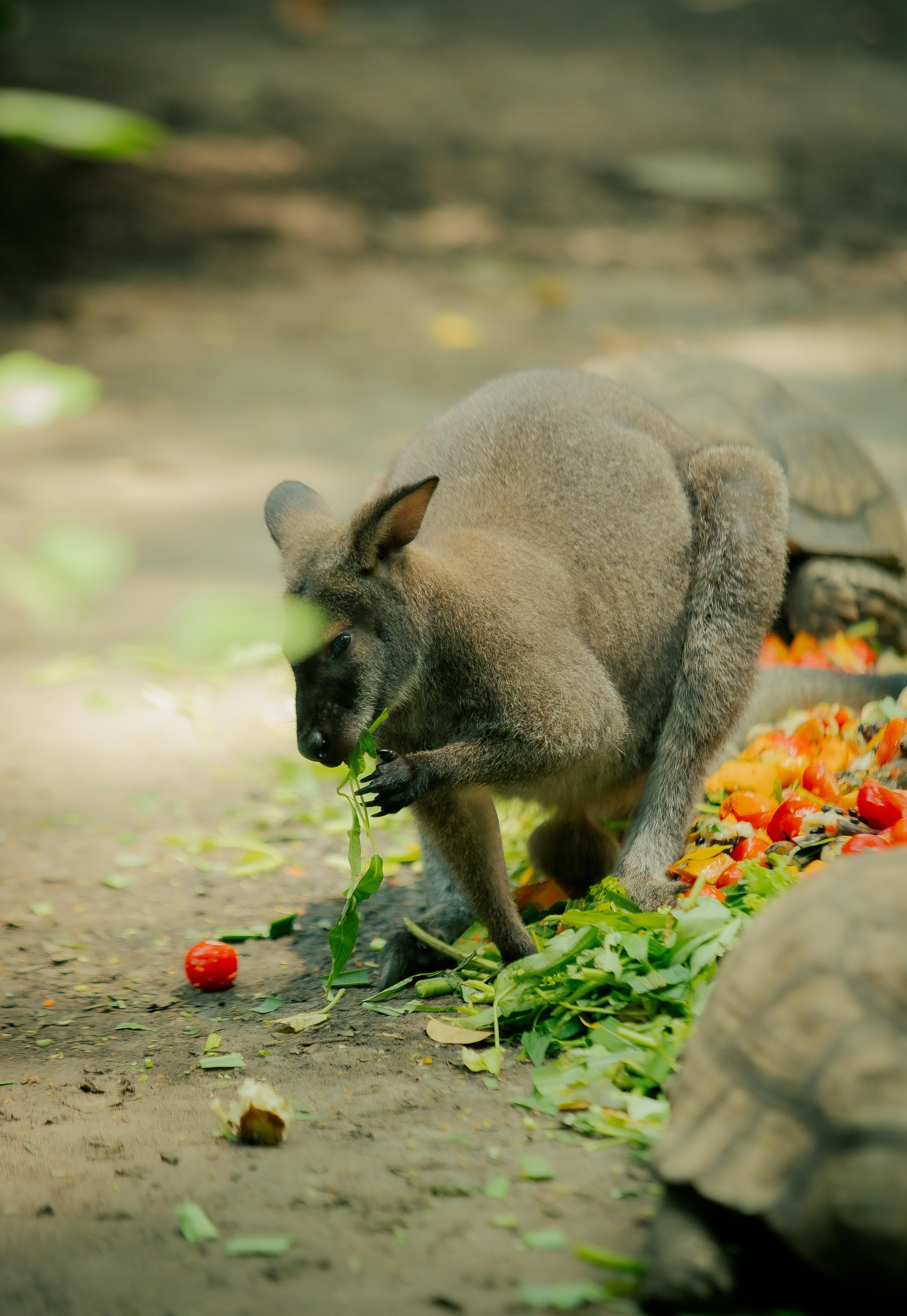 Marsupial Food Photos, Download The BEST Free Marsupial Food Stock ...