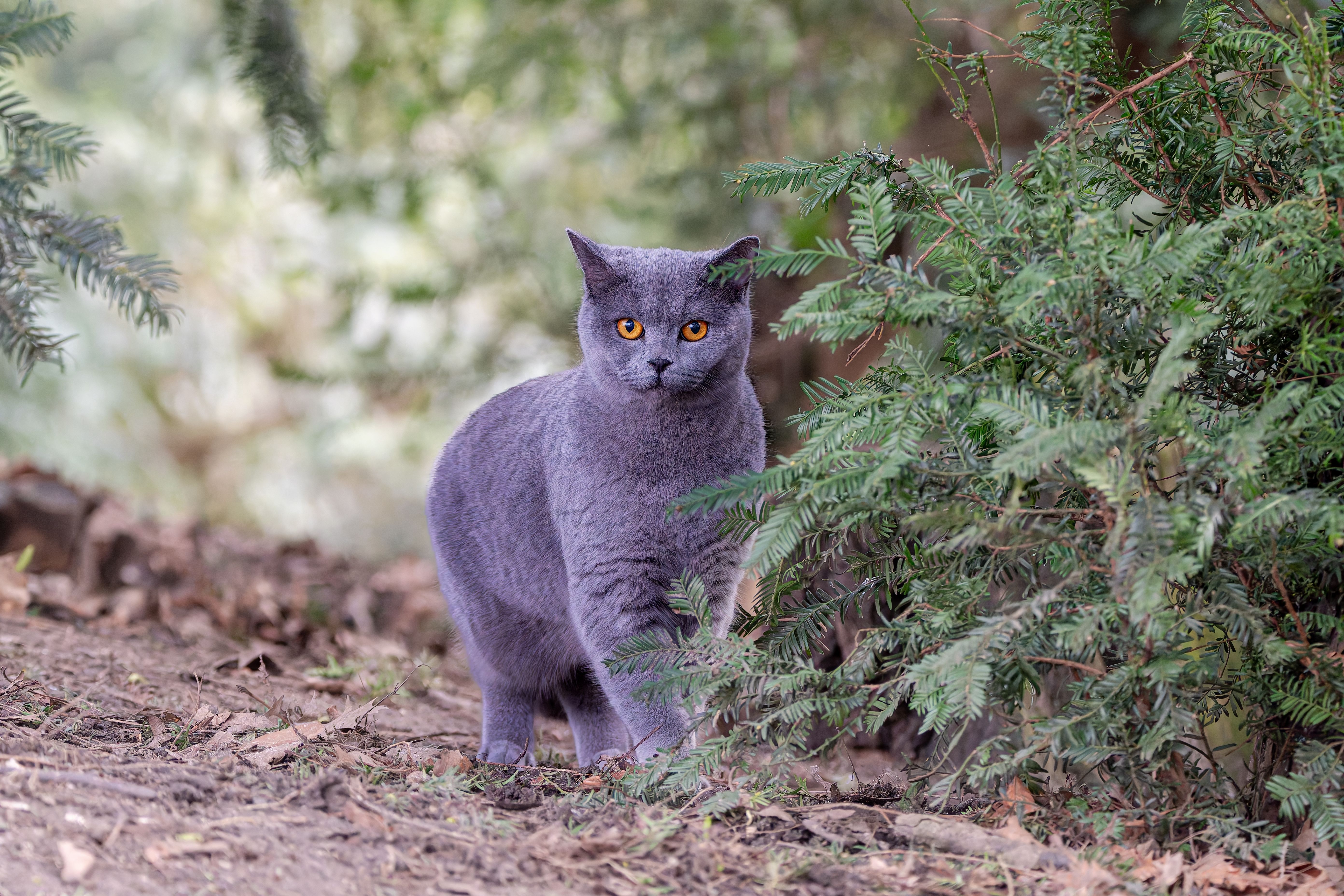British Cat in a Forest · Free Stock Photo