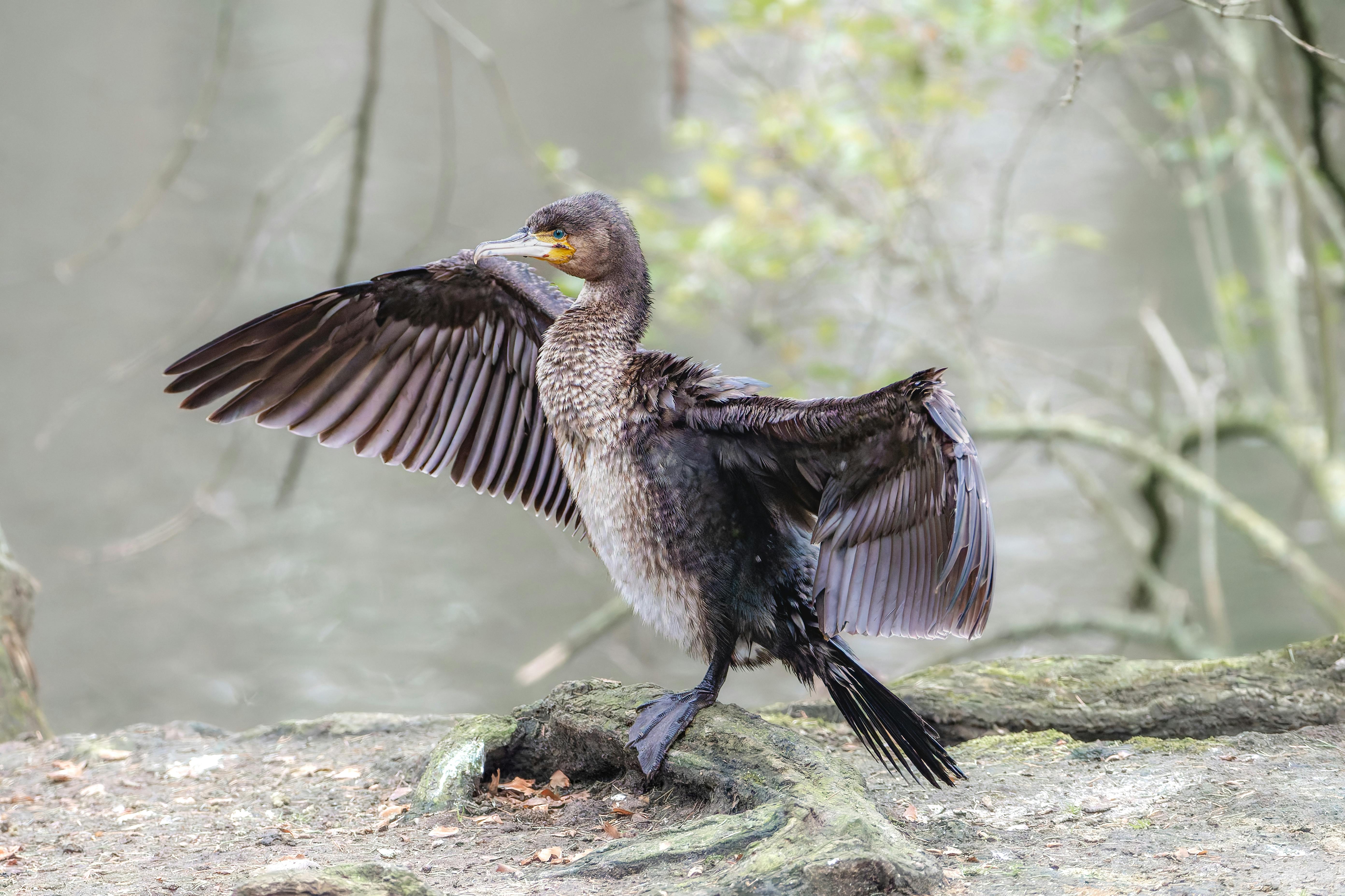 Cormorant Bird by the Stream · Free Stock Photo