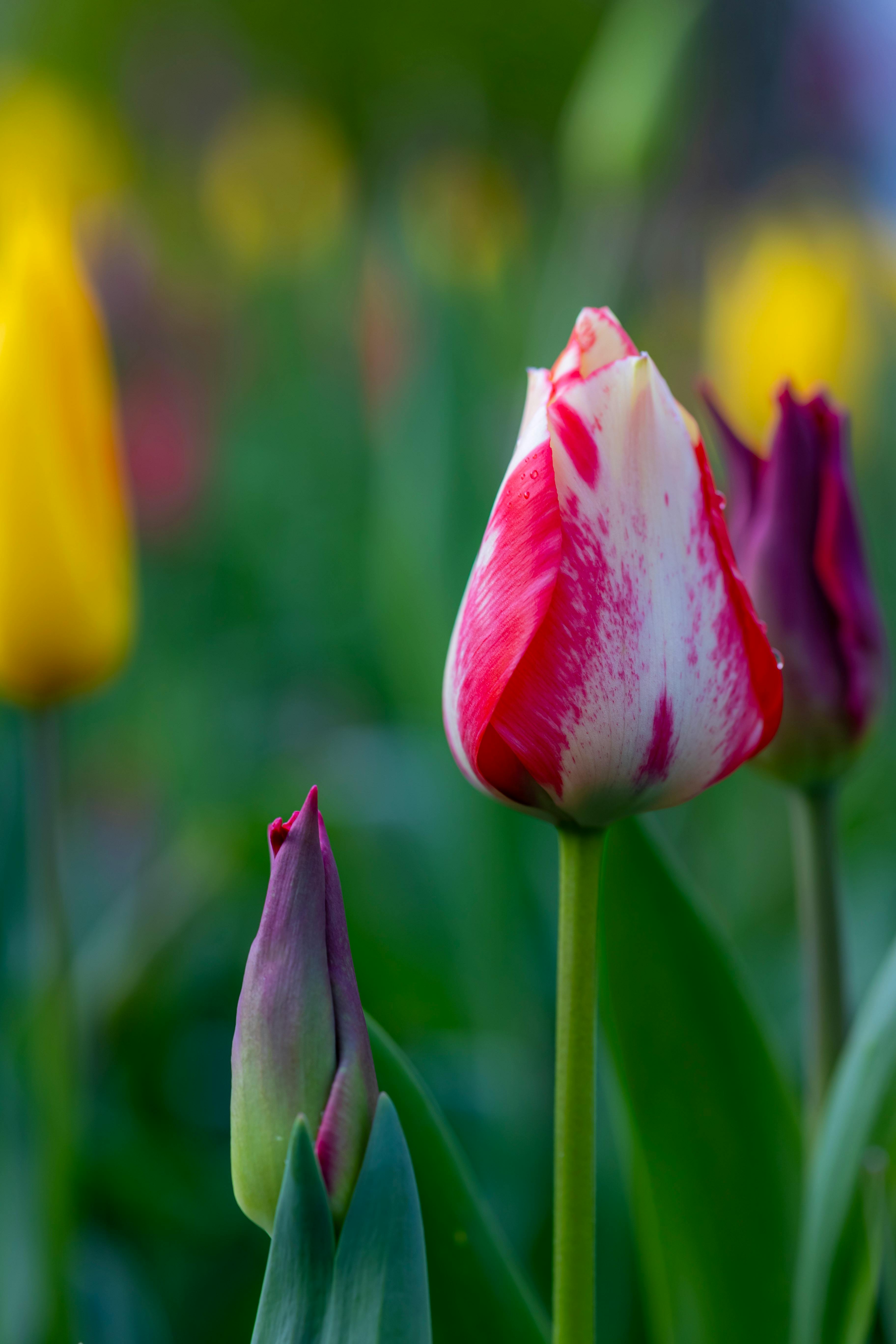 A single tulip is shown in a field of many · Free Stock Photo