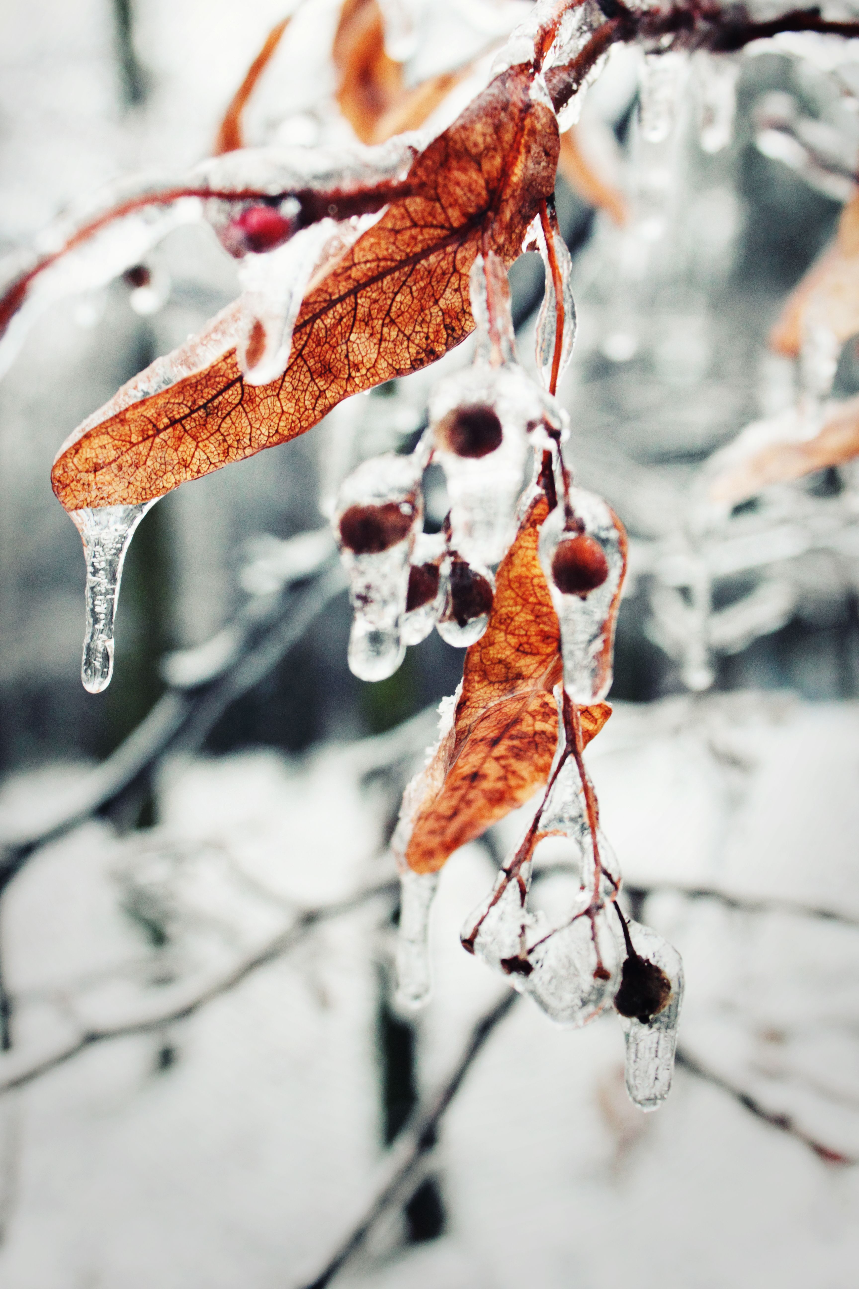 Withered Leaves of Tree Covered With Water Close Photography · Free ...