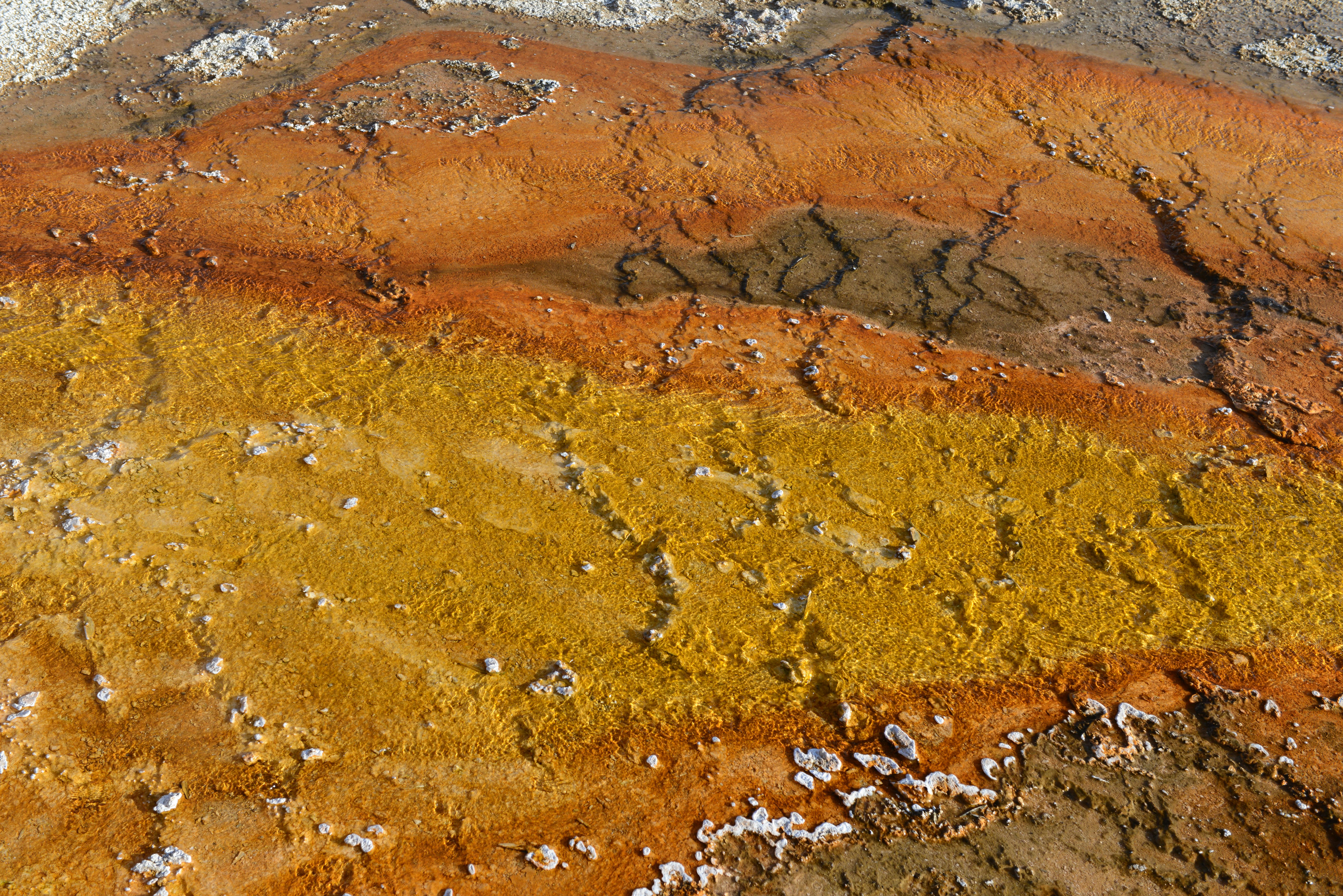 Grand Prismatic Spring full of bacteria and fungus · Free Stock Photo