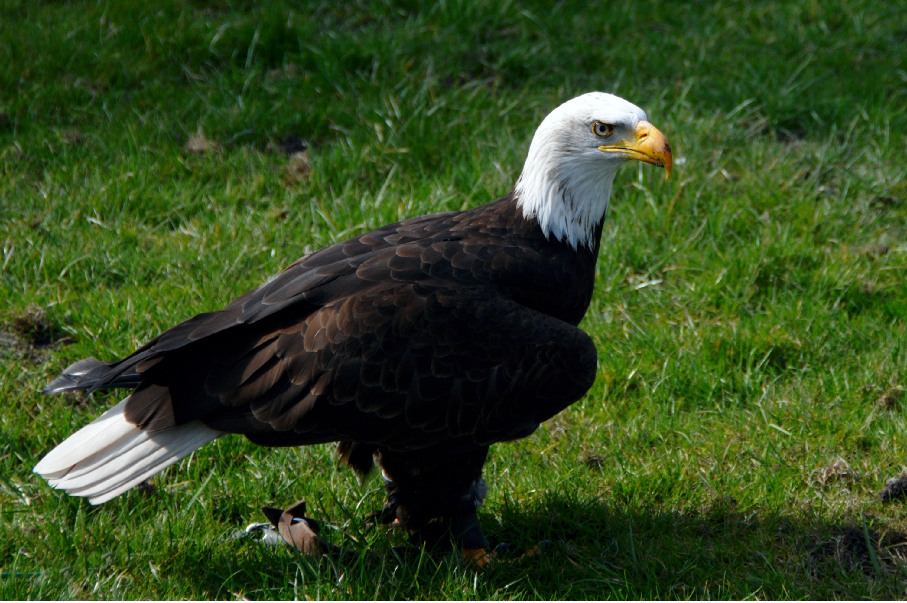 Free stock photo of adelaar, arend, beest