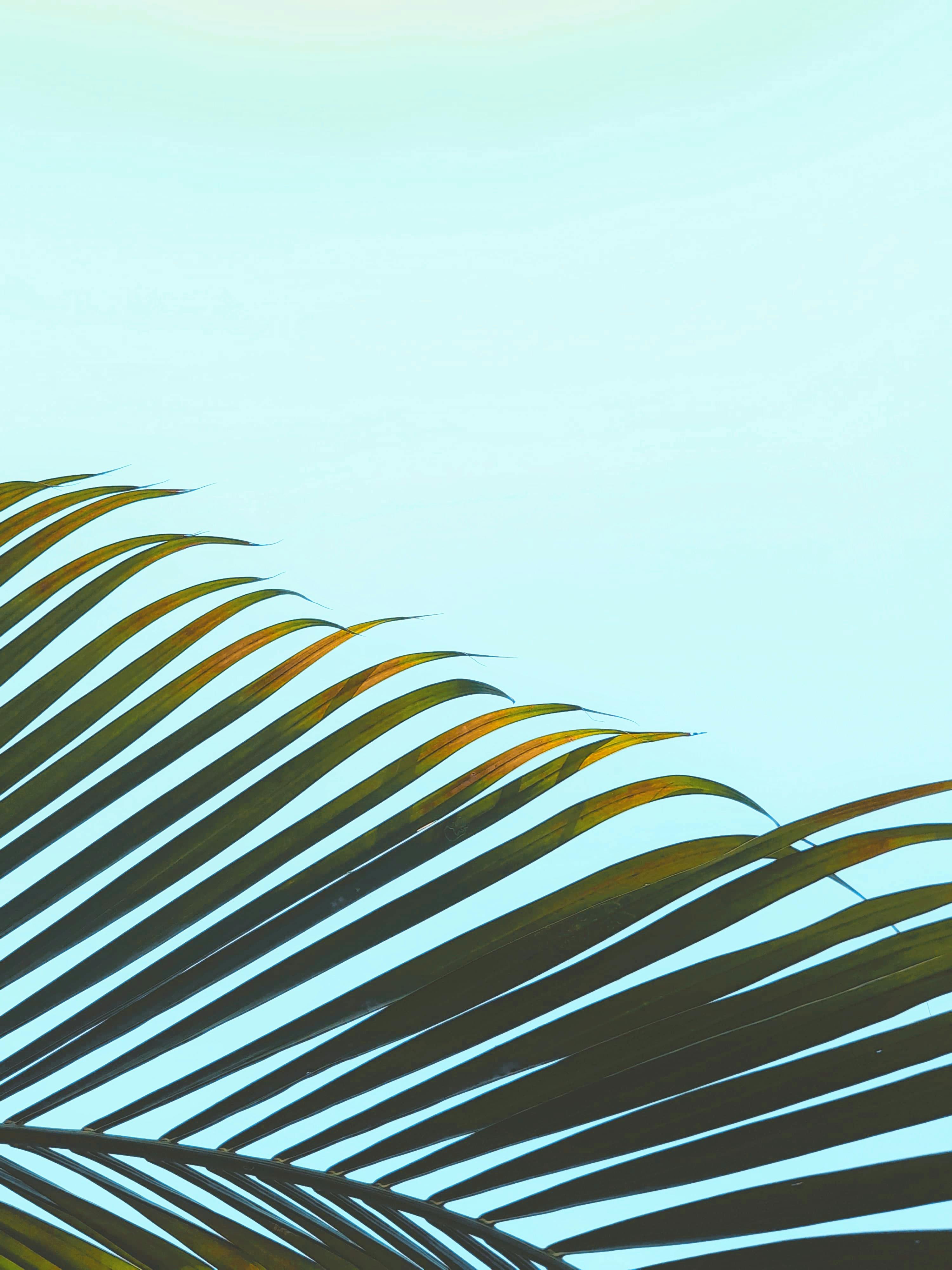 Palm Leaf Desktop Wallpaper Photos, Download The BEST Free Palm Leaf ...