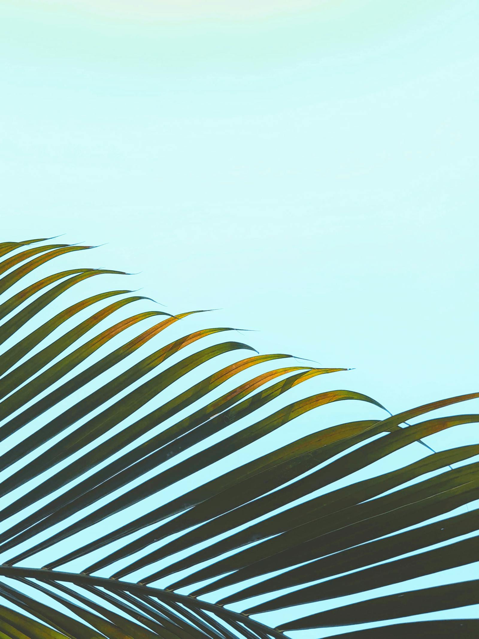 Palm Leaf Desktop Wallpaper Photos, Download The BEST Free Palm Leaf ...