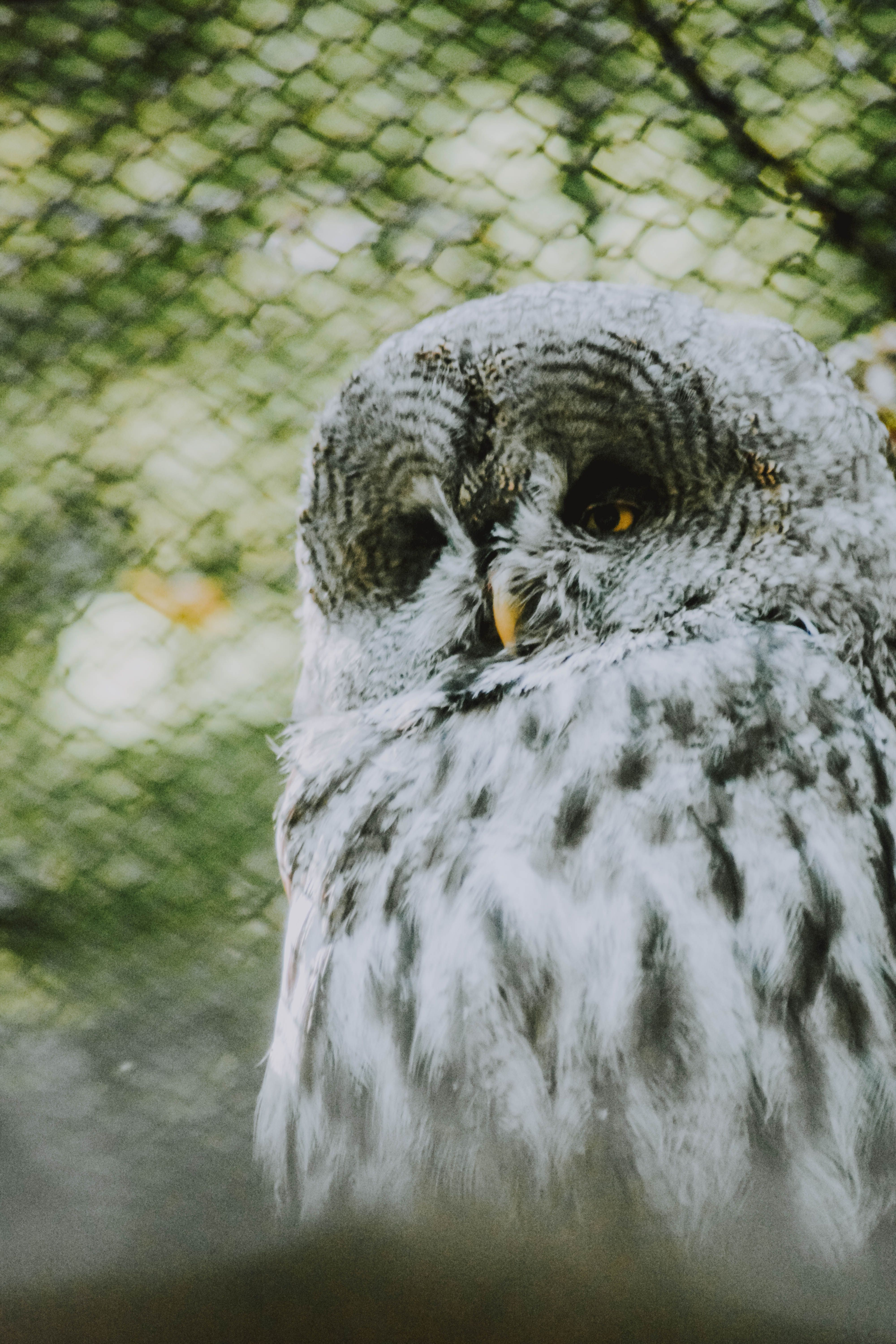 Close-Up Photo of Beige and Gray Barn Owl · Free Stock Photo