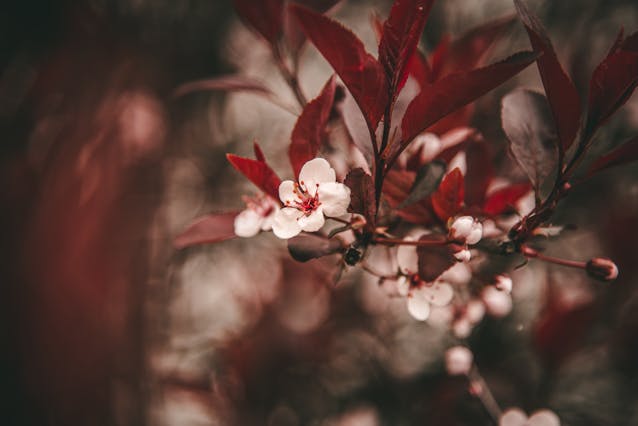 Kwanzan Cherry Tree Fall Season Guide: Tips for Best Viewing