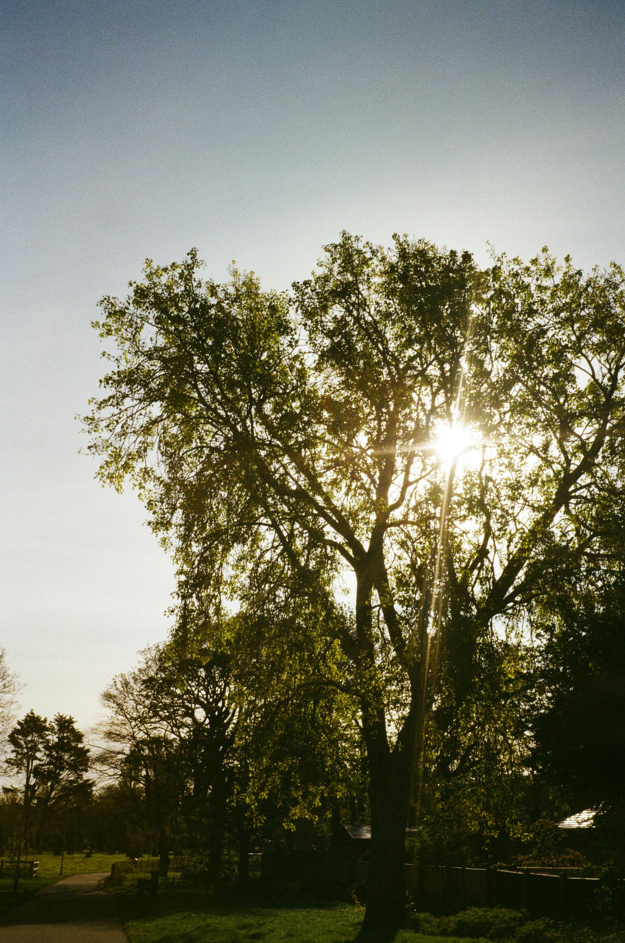Sunlight behind Trees in Park · Free Stock Photo