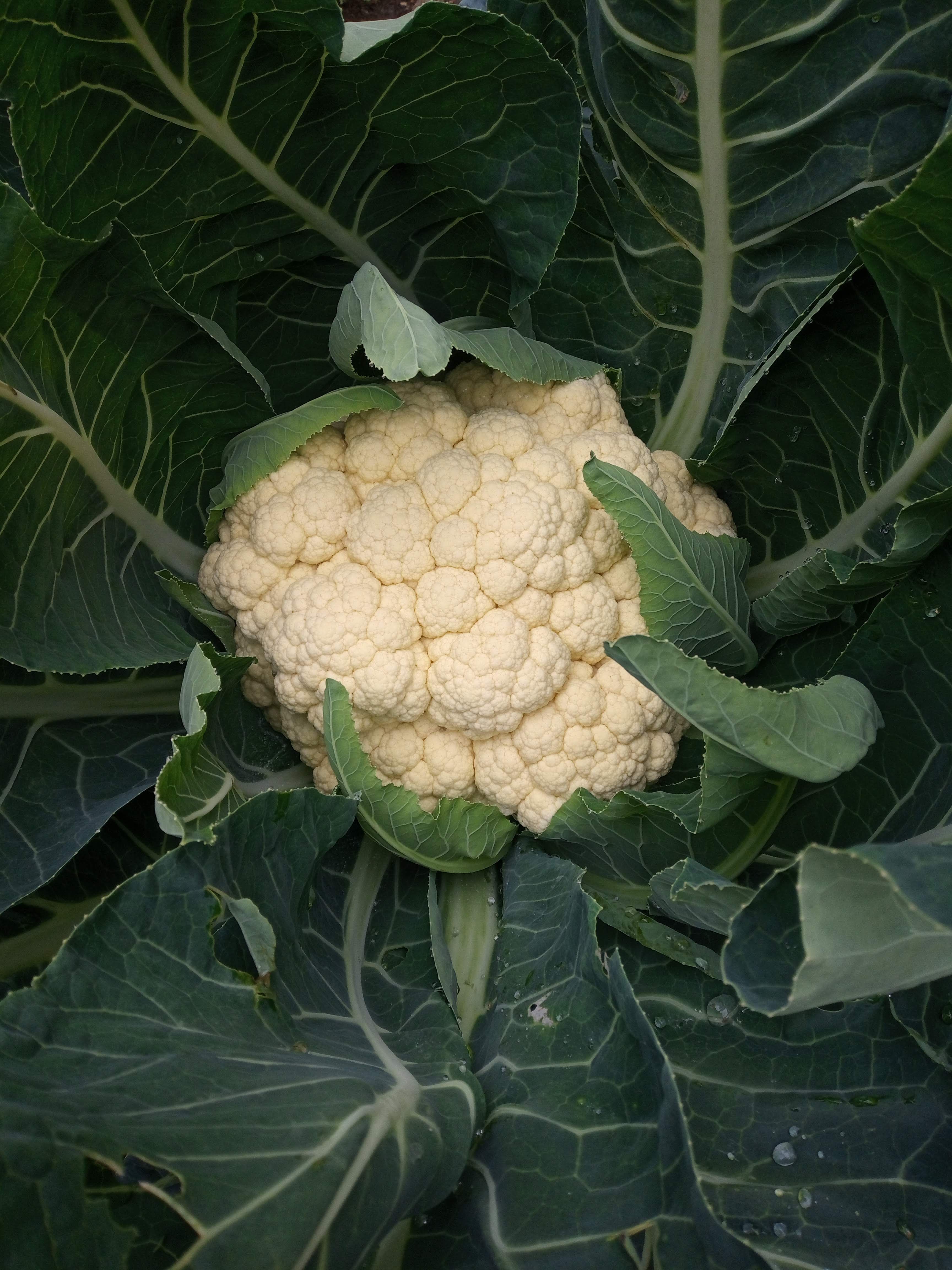 Coliflor · Free Stock Photo