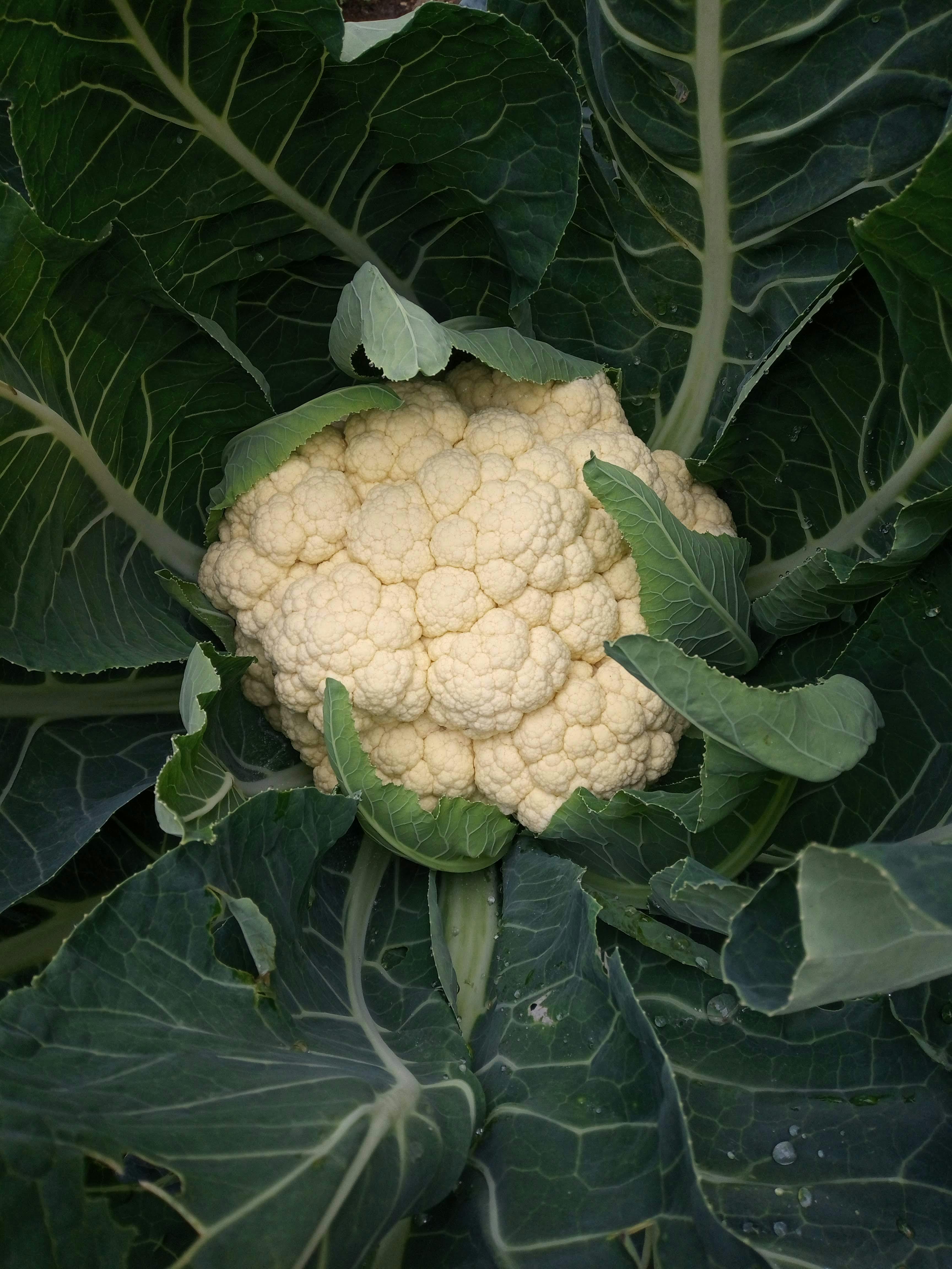 Vegetable of Cauliflower · Free Stock Photo