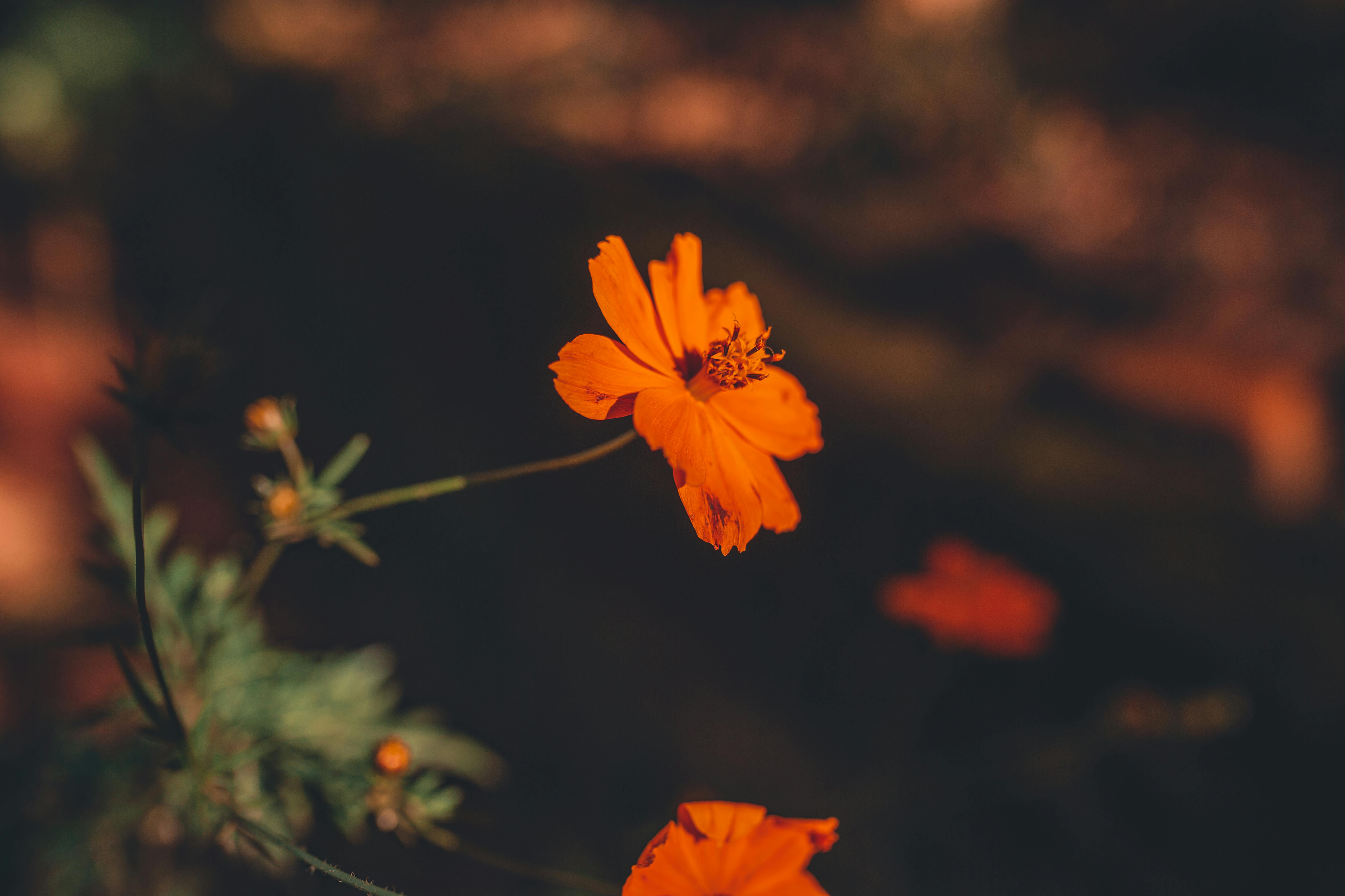 Orange Flower · Free Stock Photo