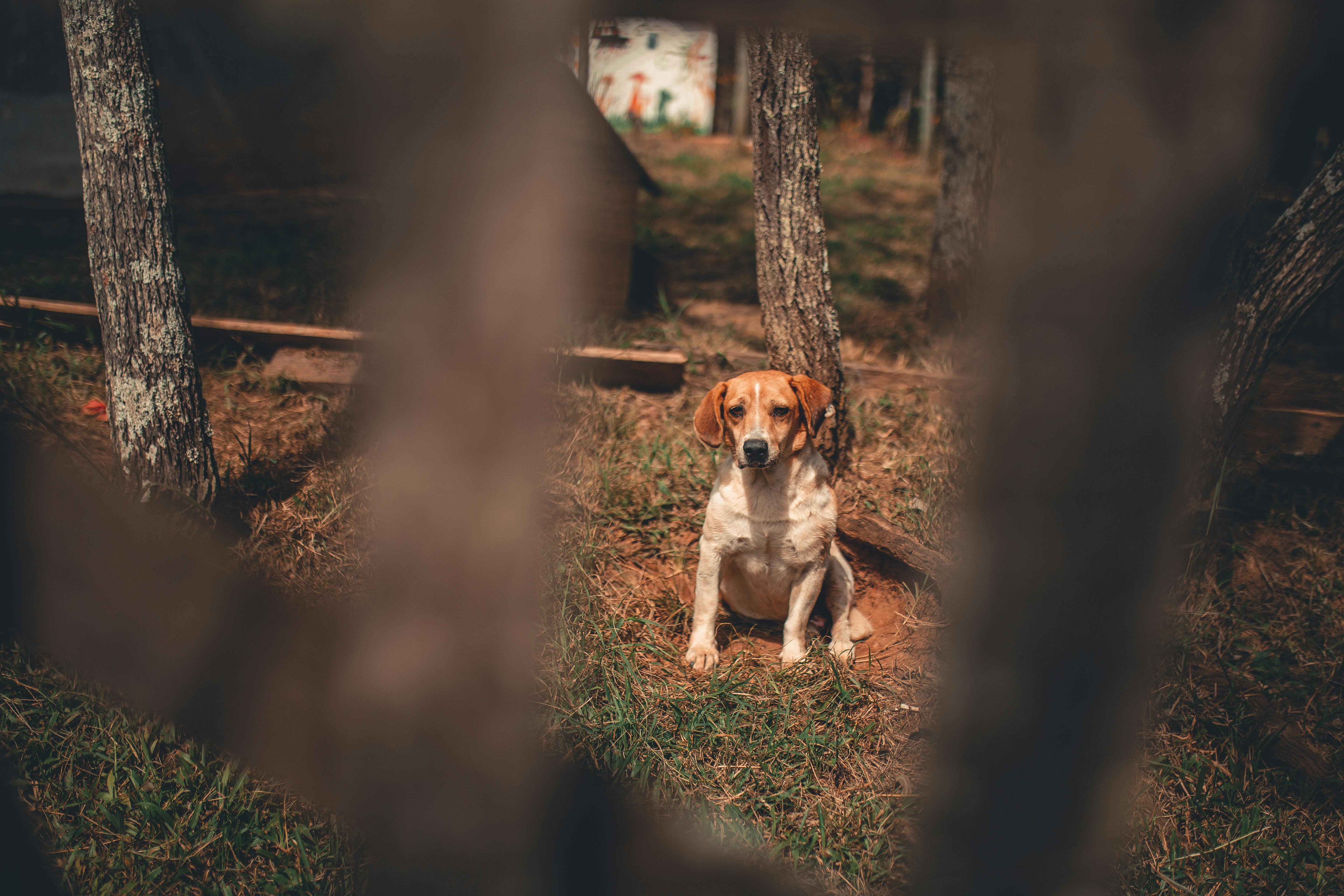 Dog Sitting · Free Stock Photo