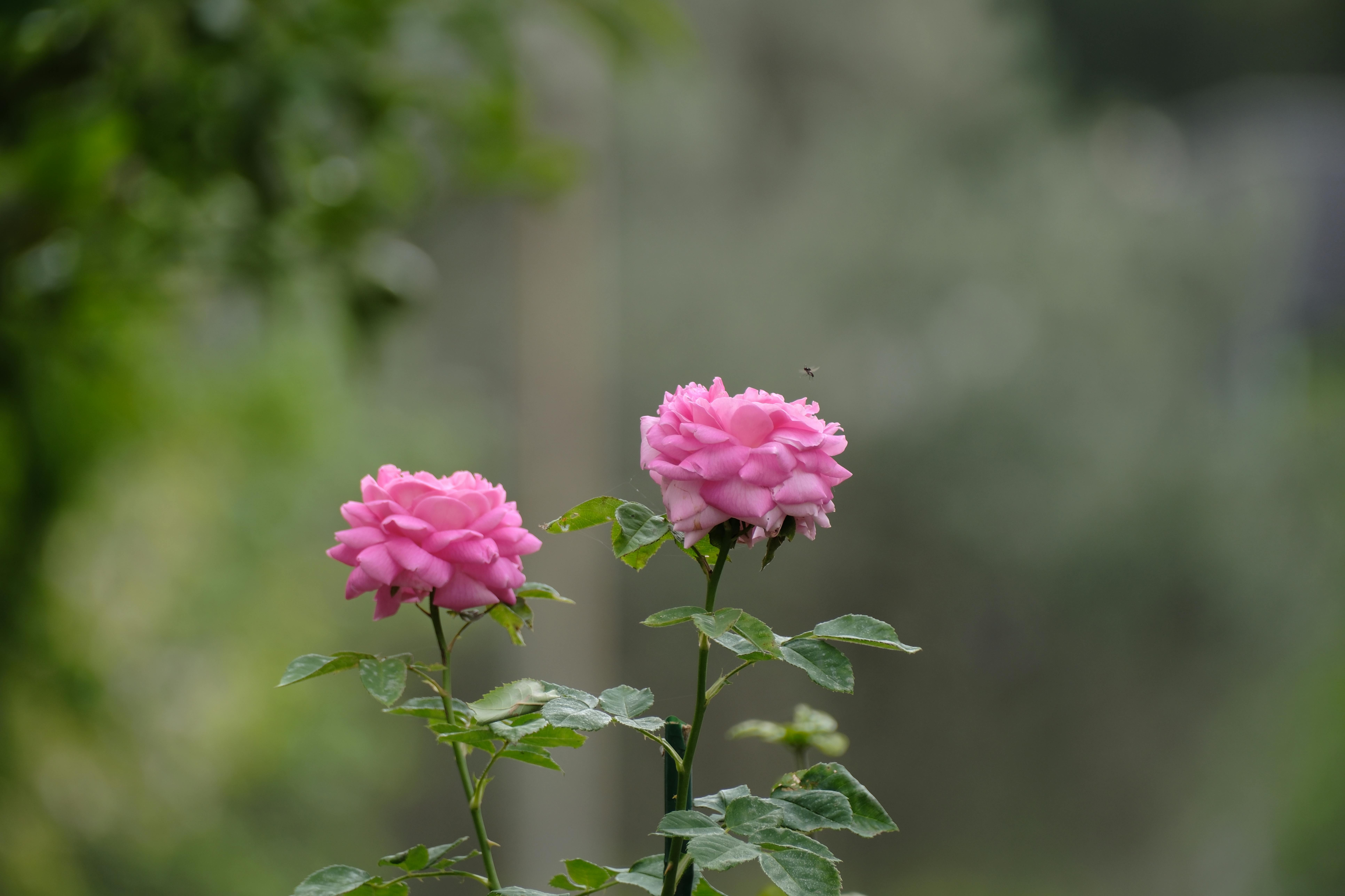 Pink Roses Blossoming in a Garden · Free Stock Photo