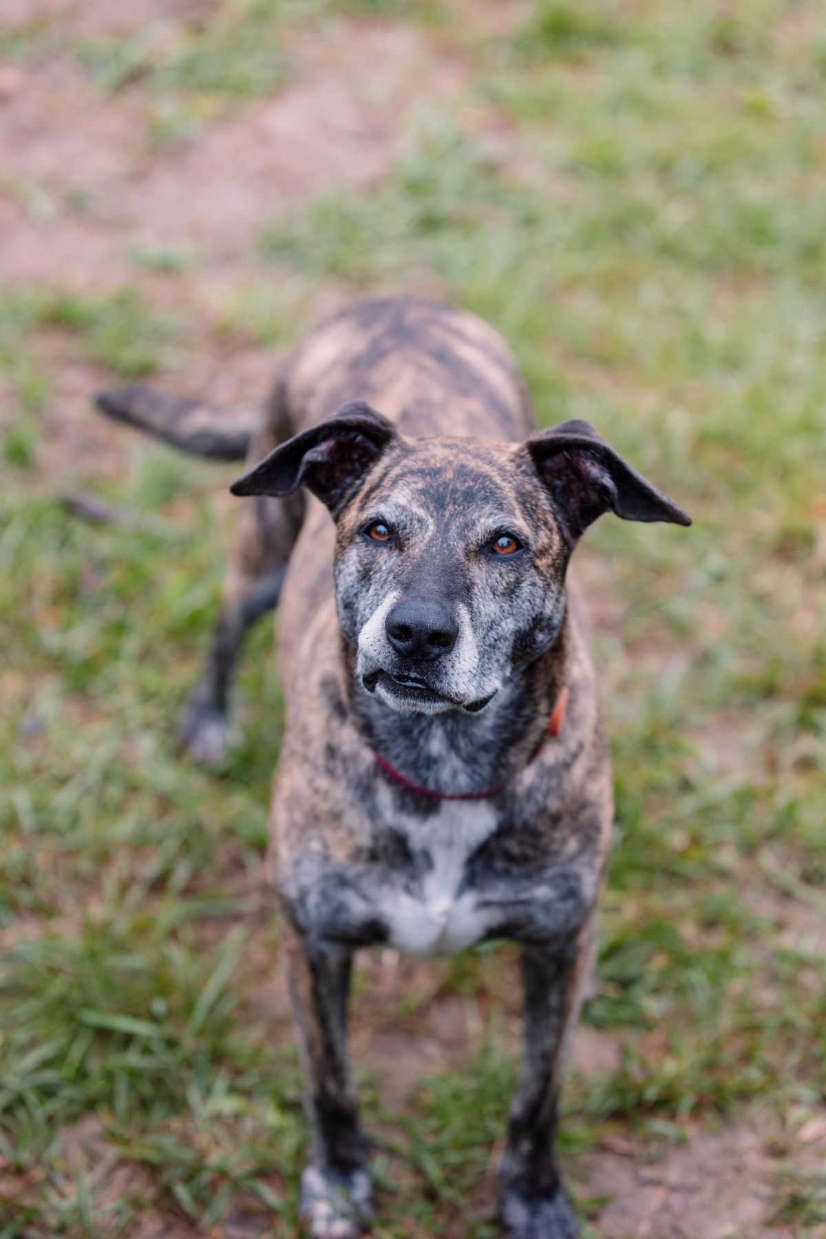 Dog Standing Up Photos, Download The BEST Free Dog Standing Up Stock ...
