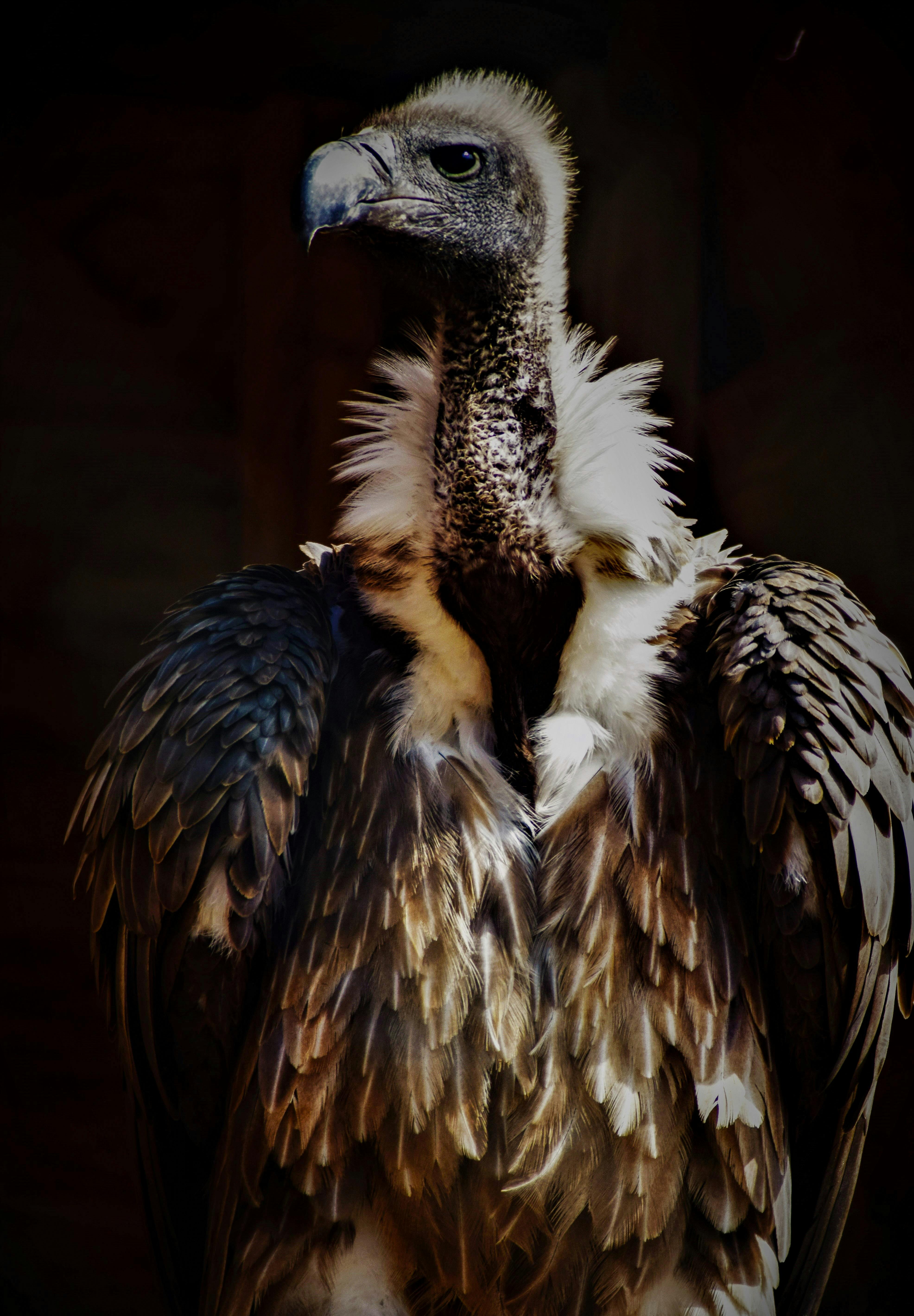 Foto profissional gratuita de abutre, abutre de cabeça vermelha ...