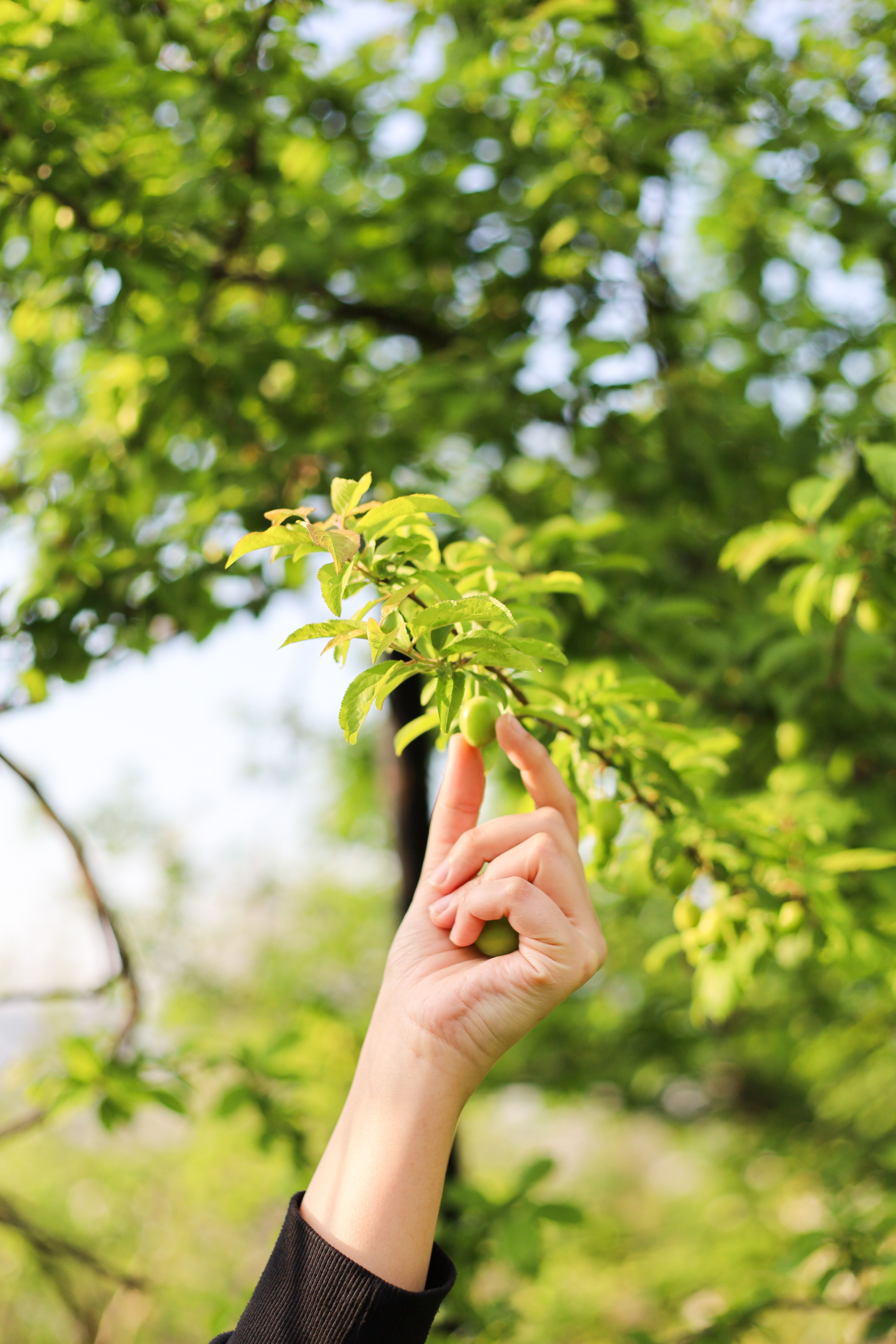 Close-up of a Person Touching a a Green Fruit on a Tree · Free Stock Photo