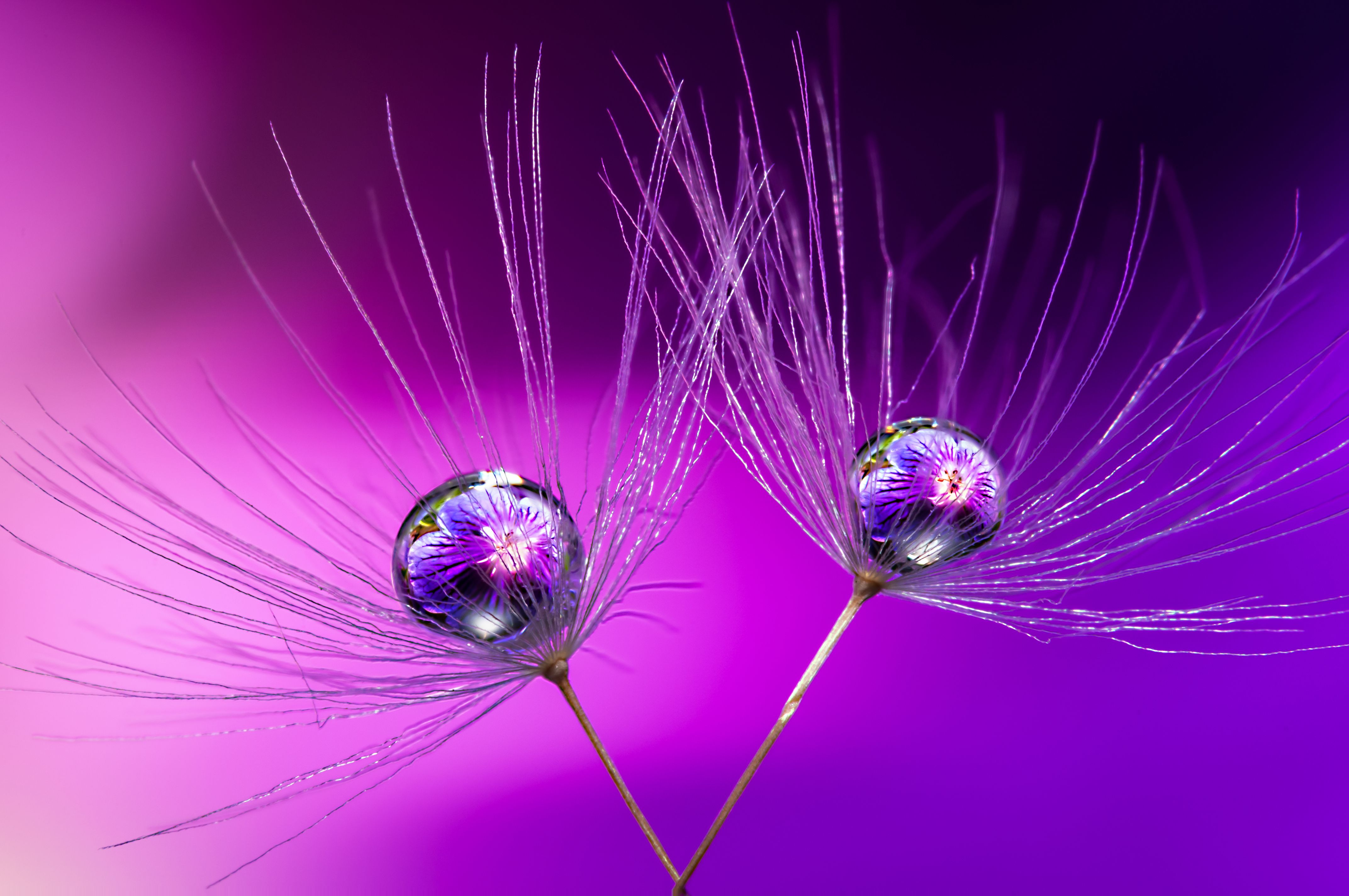 Extreme Close-up of Delicate Plants with Droplets in the Middle · Free ...