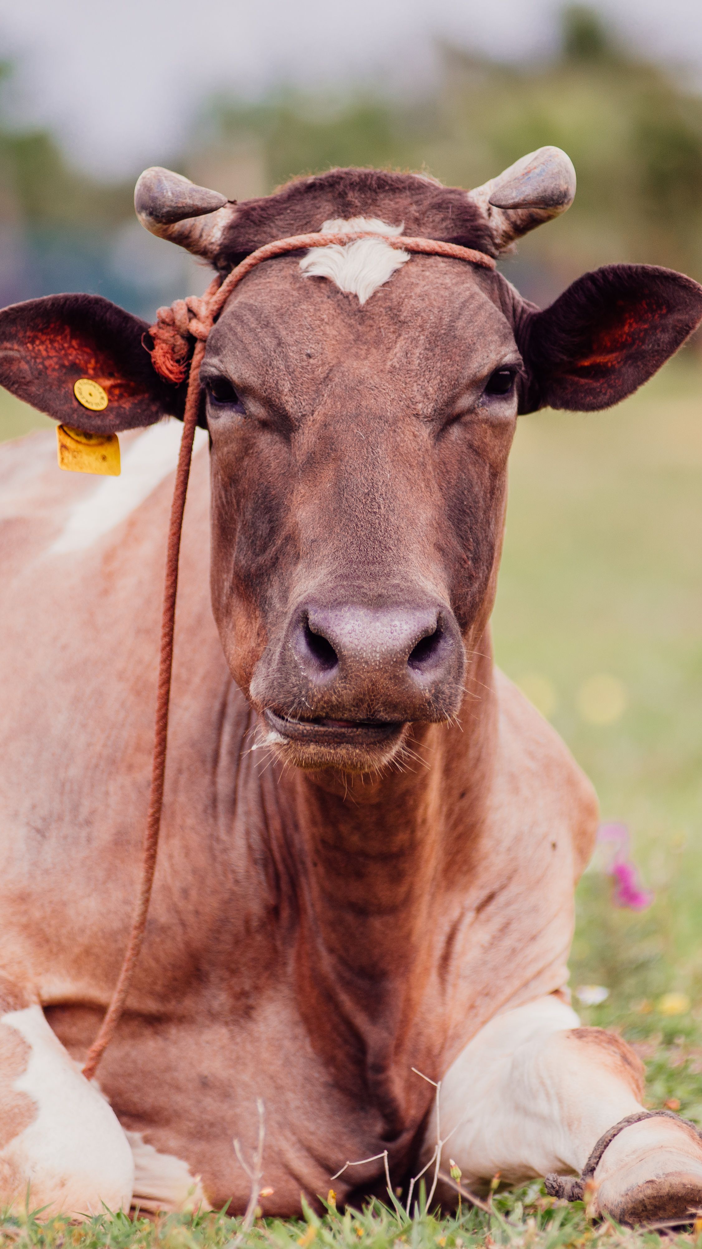 Portrait of a Cow on a Farm · Free Stock Photo