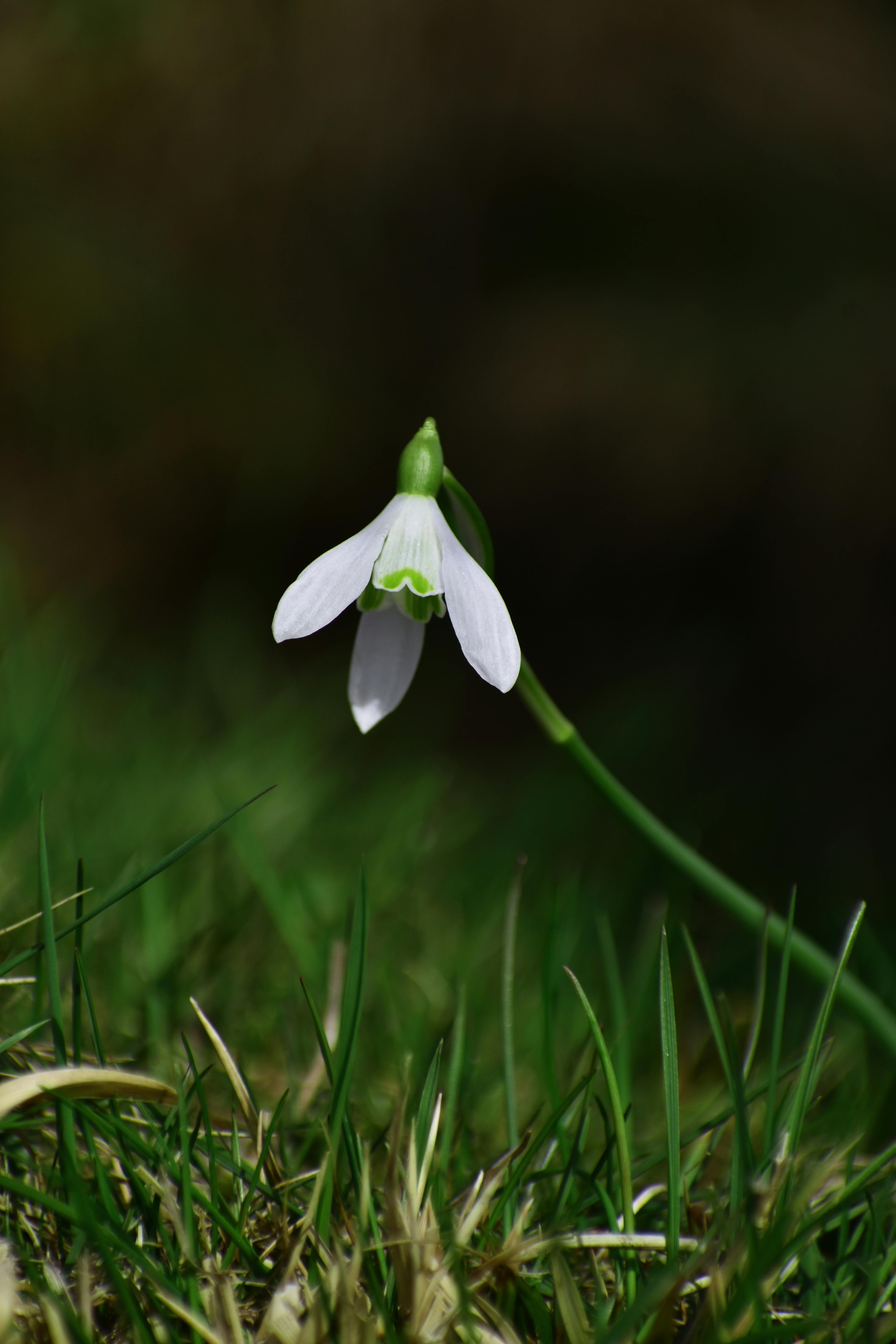 White Snowdrop Flower · Free Stock Photo