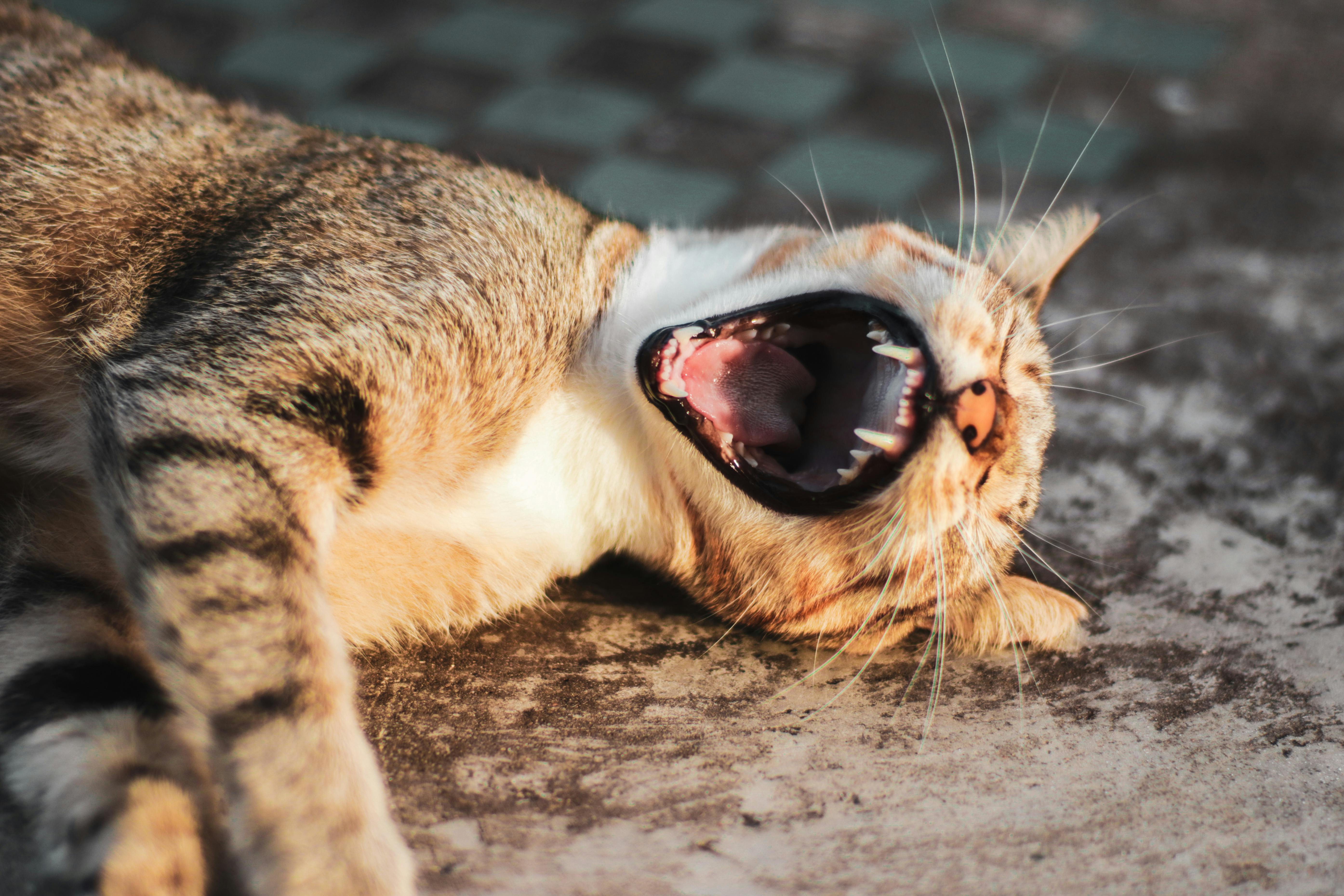 Grey And White Fur Cat · Free Stock Photo