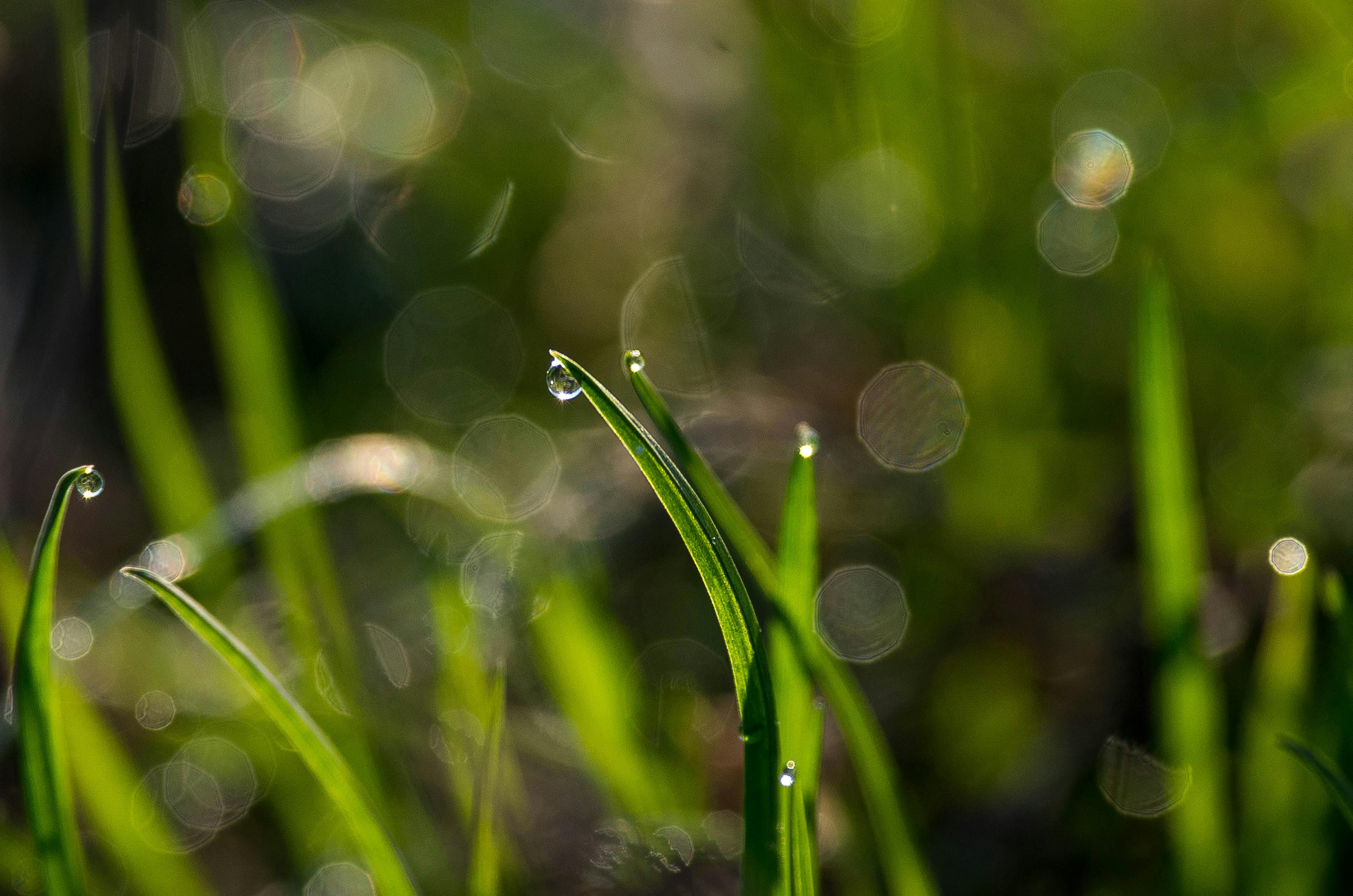 Free stock photo of drop, drops, grass