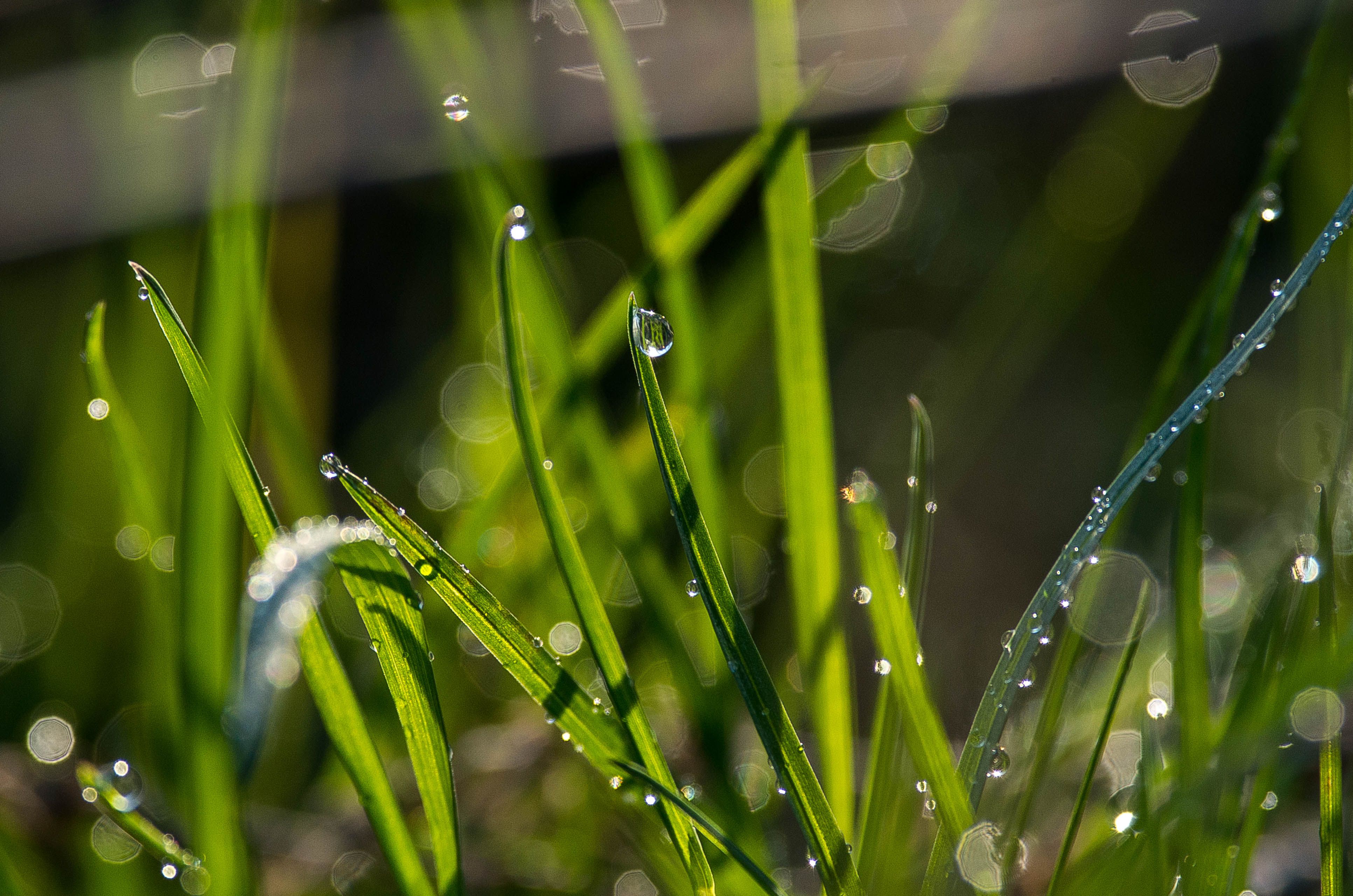 Free stock photo of drop, drops, grass