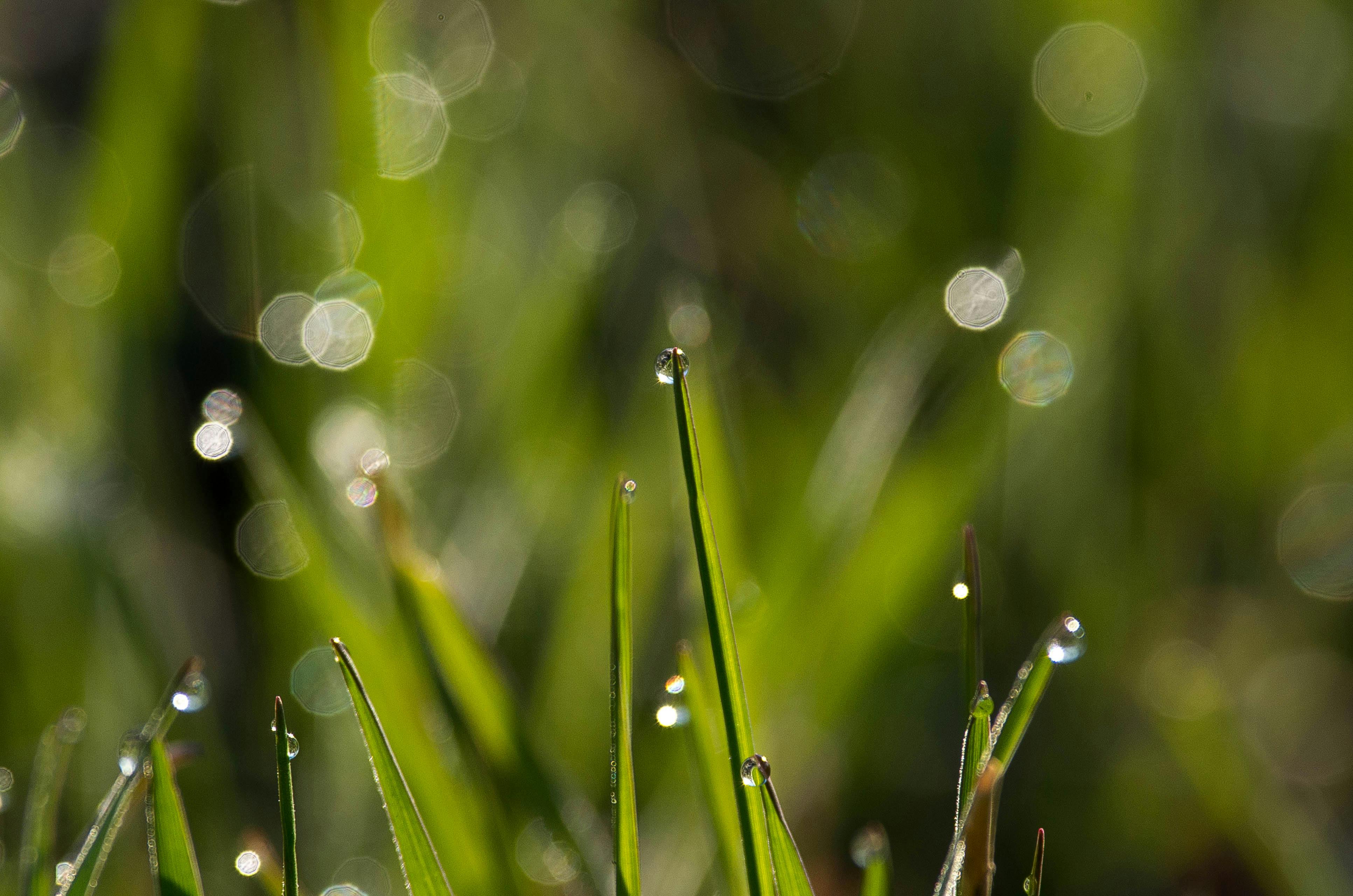 Focus Photography Of Grass · Free Stock Photo
