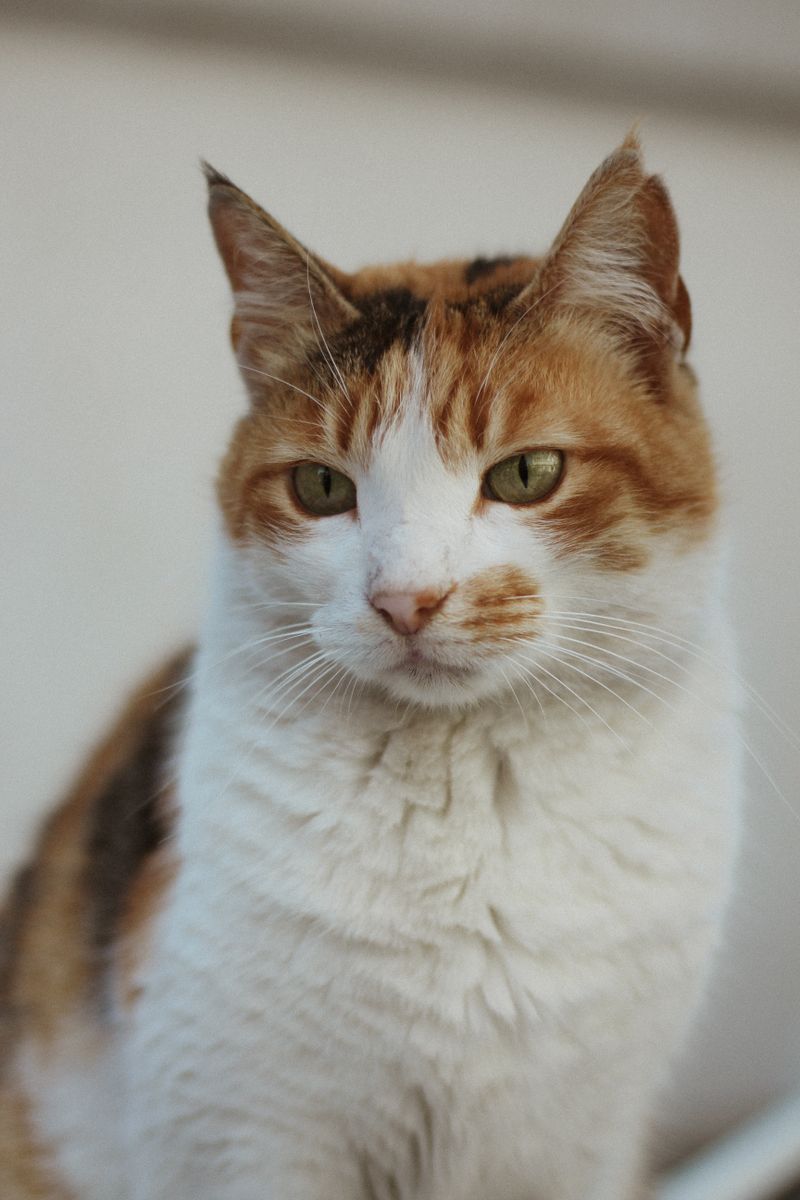 Calico Cat Photos, Download The BEST Free Calico Cat Stock Photos & HD ...