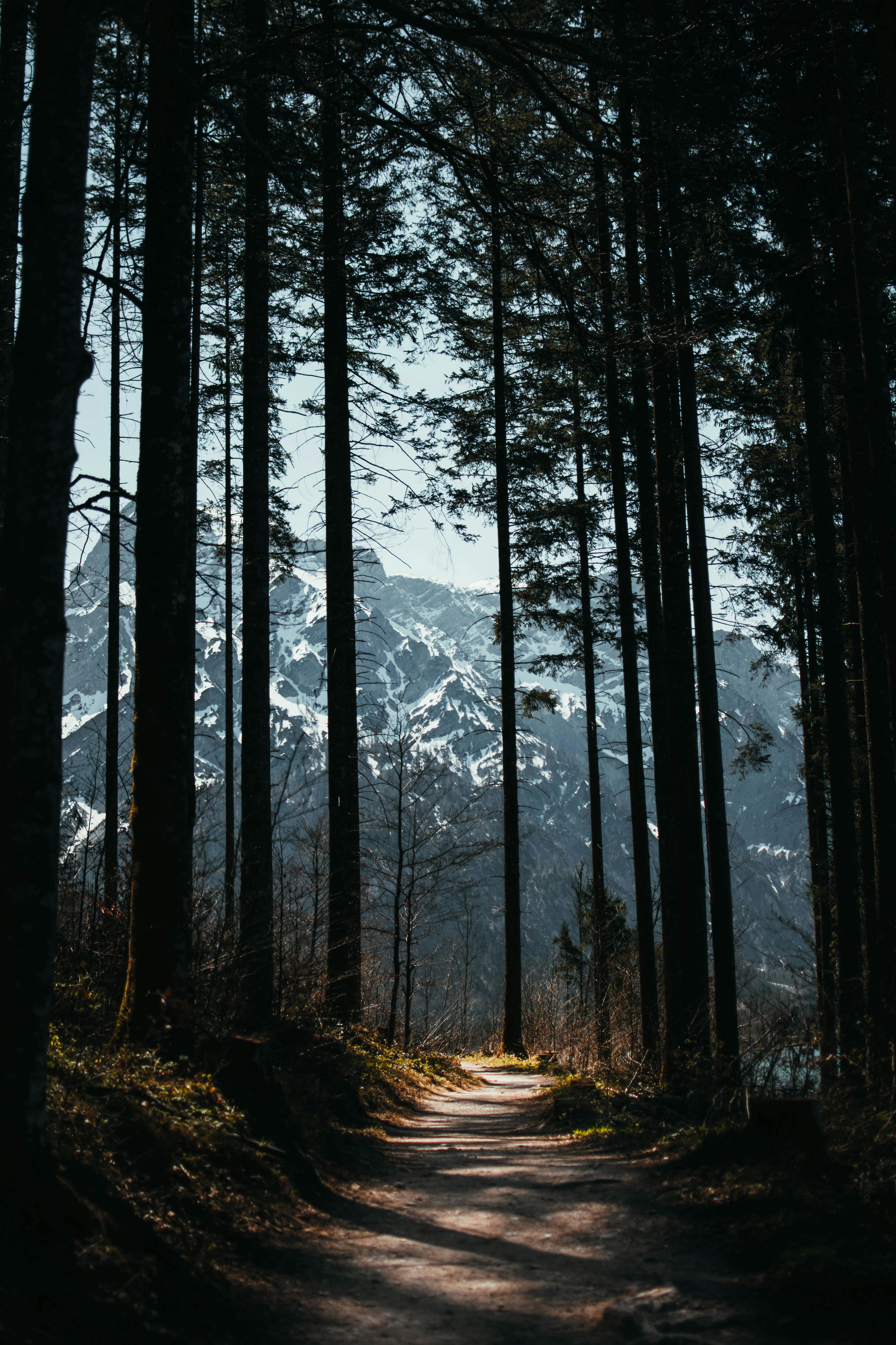 Trees In Between Path · Free Stock Photo
