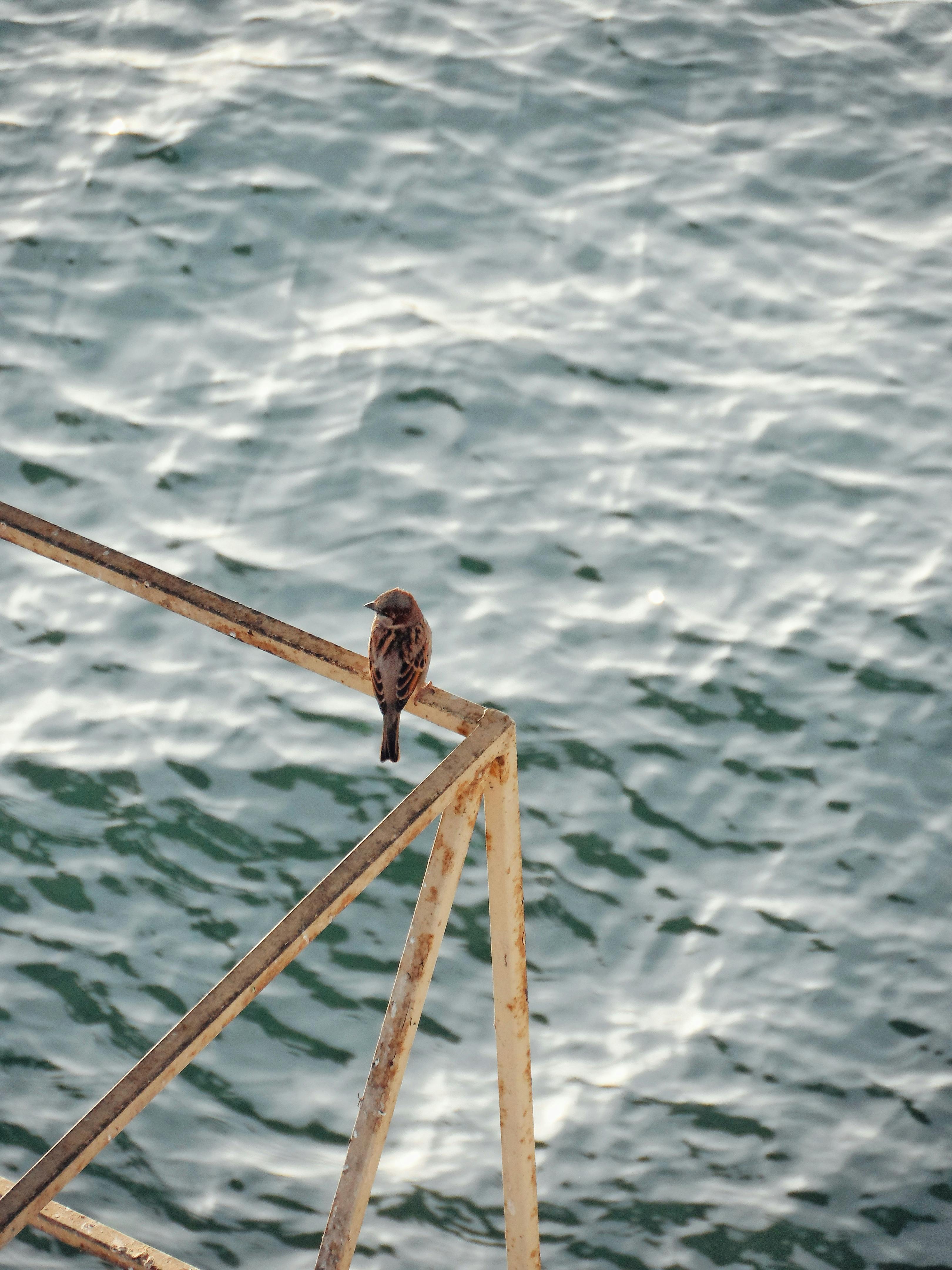 Metal Detector Photos, Download The BEST Free Metal Detector Stock ...